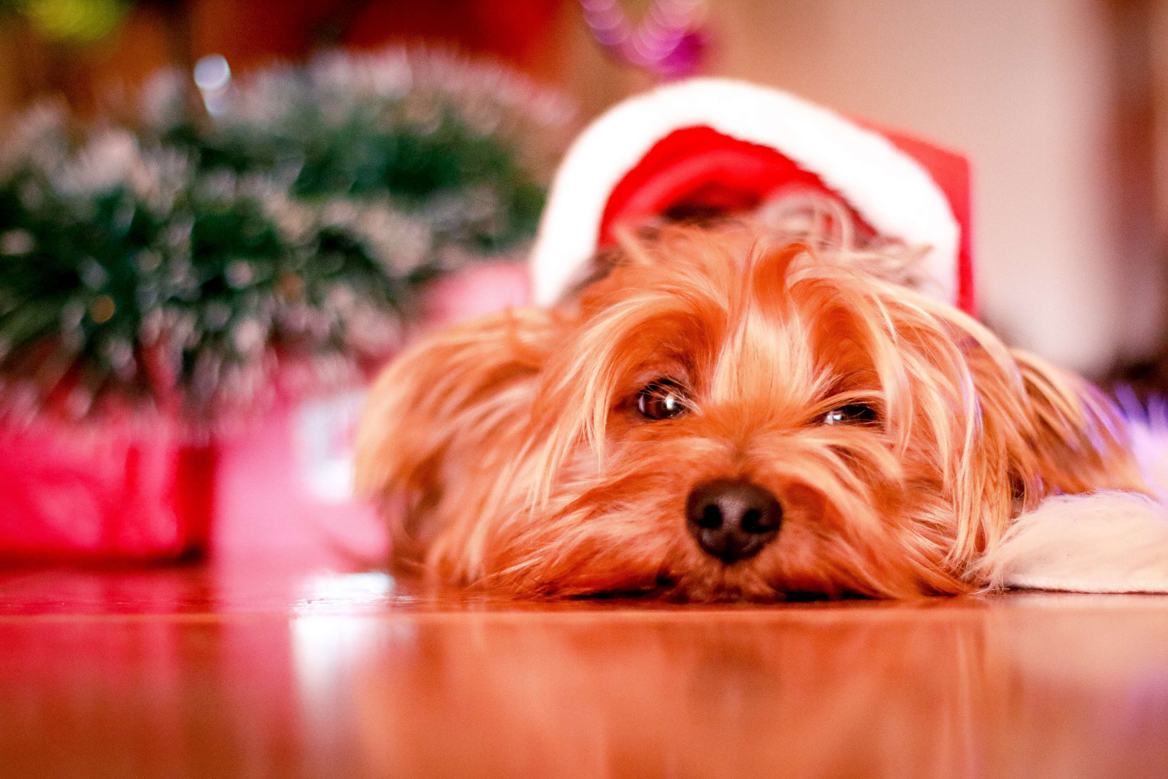 Christmas Yorkie Wallpapers - Top Free Christmas Yorkie Backgrounds ...