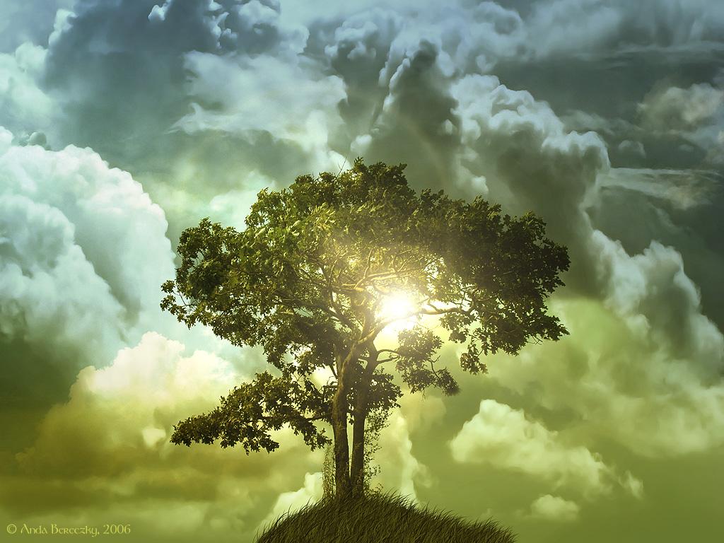 The Tree of Life Wallpapers - Top Free The Tree of Life Backgrounds ...