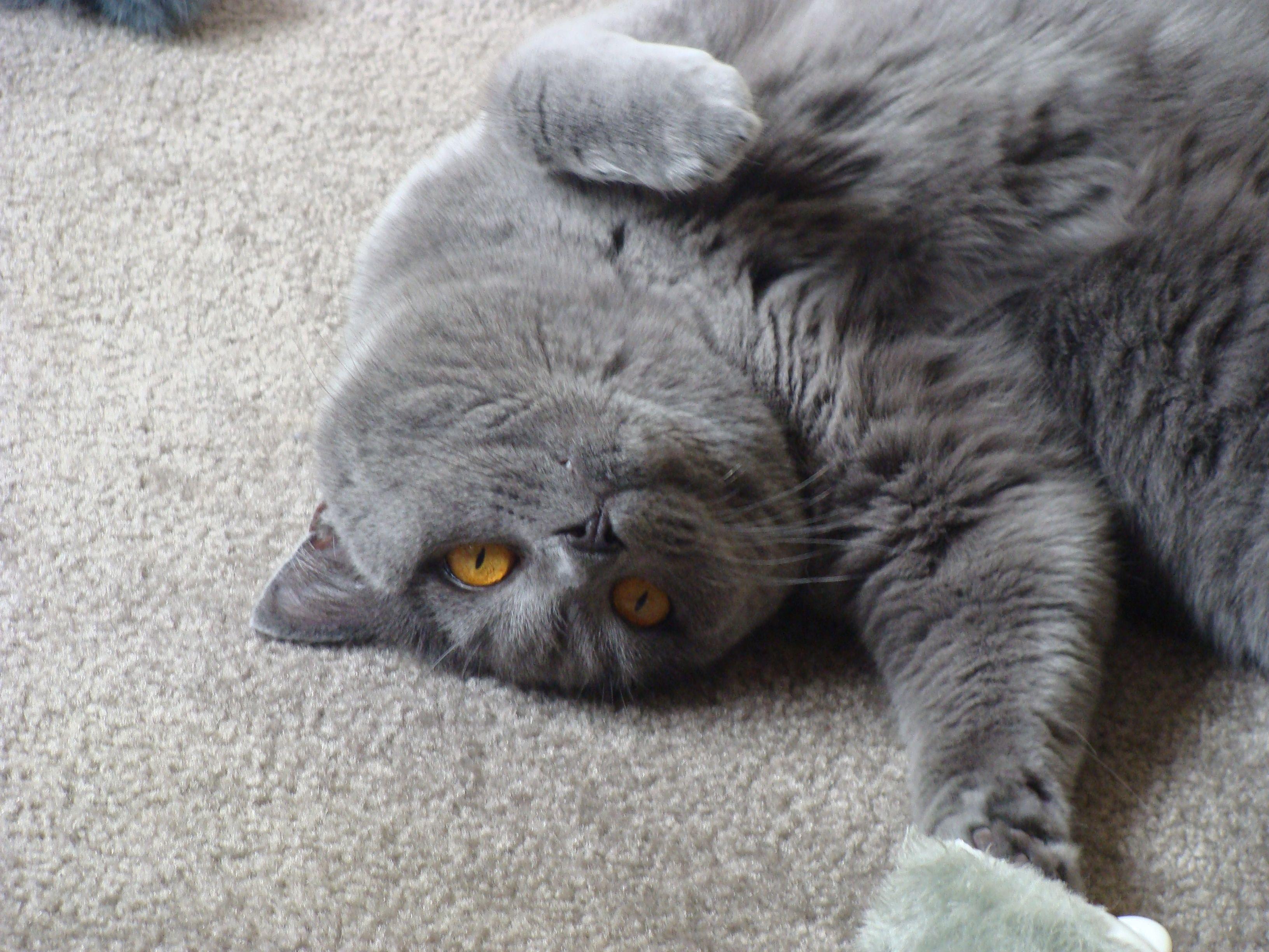 Cute British Wallpapers - Top Free Cute British Backgrounds ...