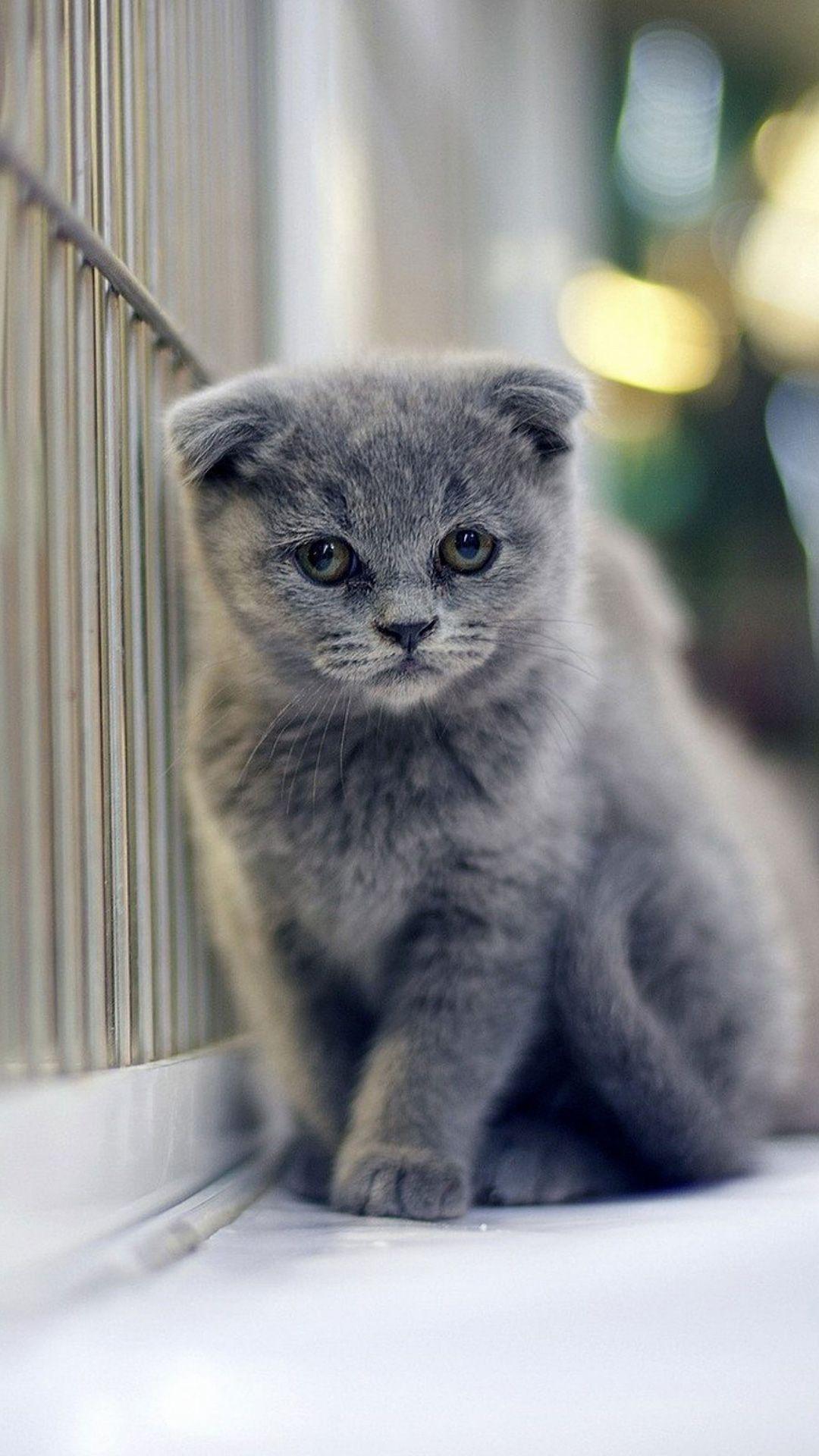 Cute British Wallpapers - Top Free Cute British Backgrounds ...