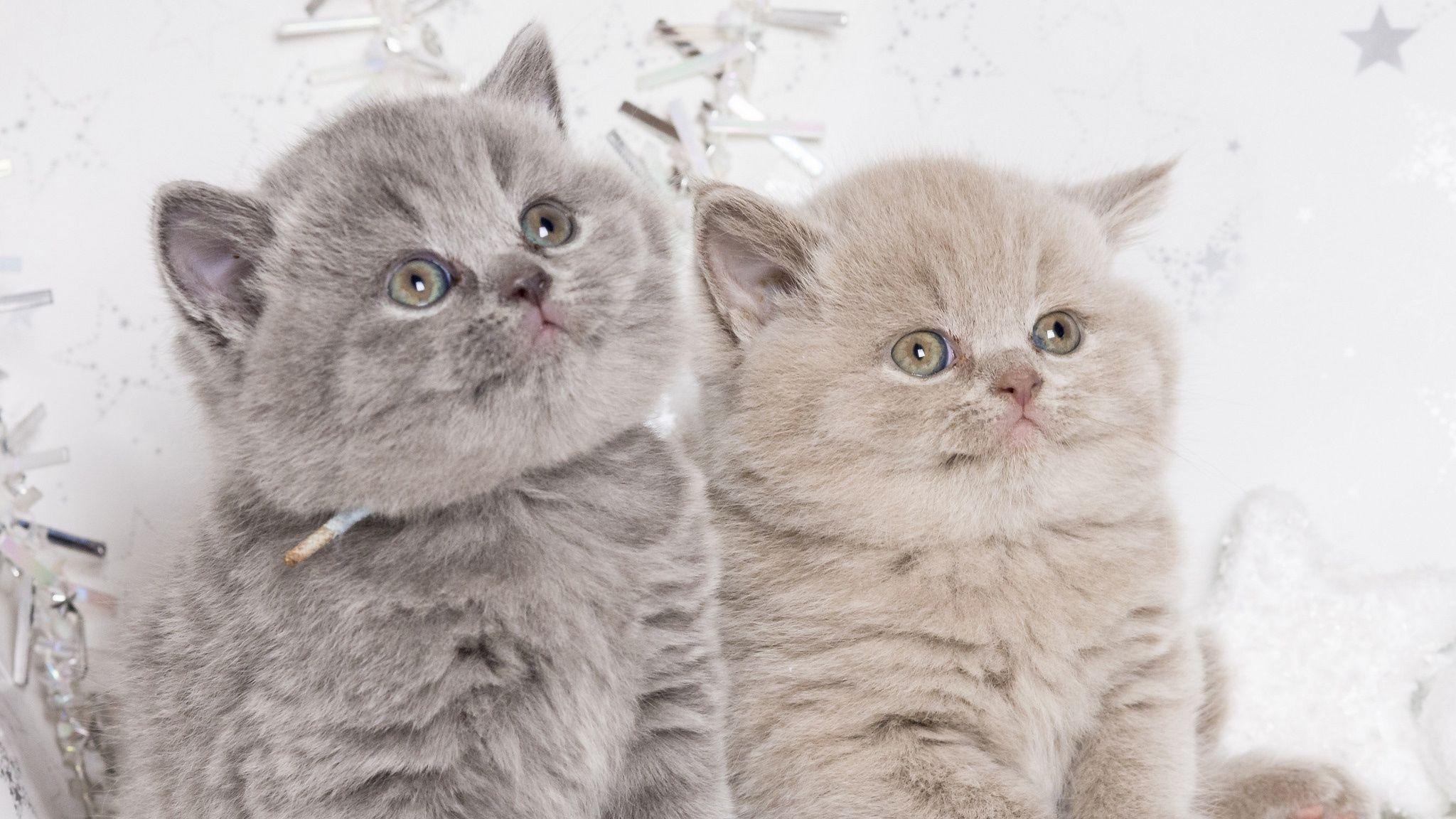 Cute British Wallpapers - Top Free Cute British Backgrounds ...