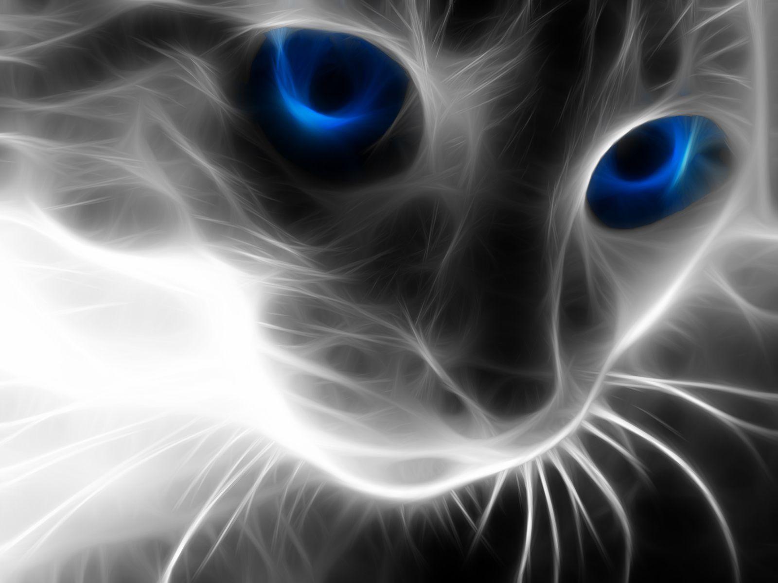 Cool Cat PC Wallpapers - Top Free Cool Cat PC Backgrounds - WallpaperAccess