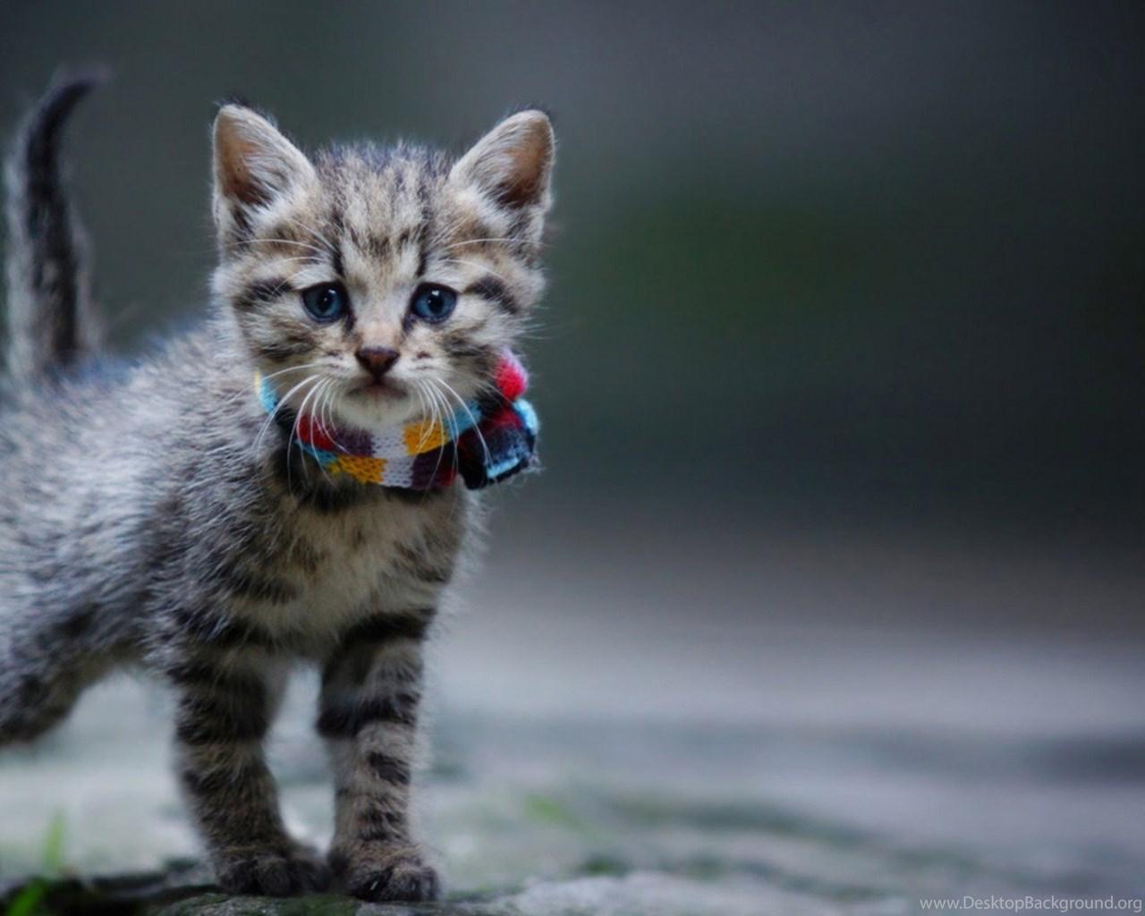 Cool Cat PC Wallpapers - Top Free Cool Cat PC Backgrounds - WallpaperAccess