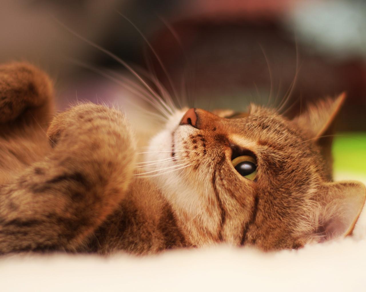 Cool Cat PC Wallpapers - Top Free Cool Cat PC Backgrounds - WallpaperAccess