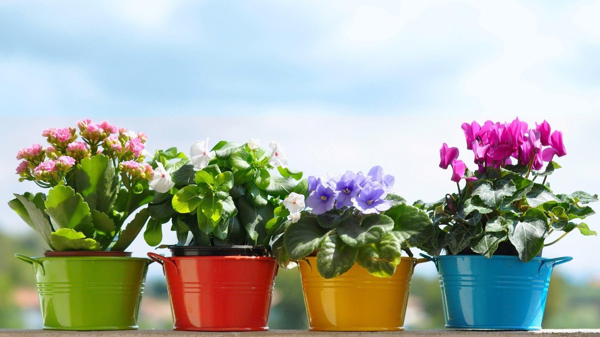 Pot Plant Wallpapers - Top Free Pot Plant Backgrounds - WallpaperAccess