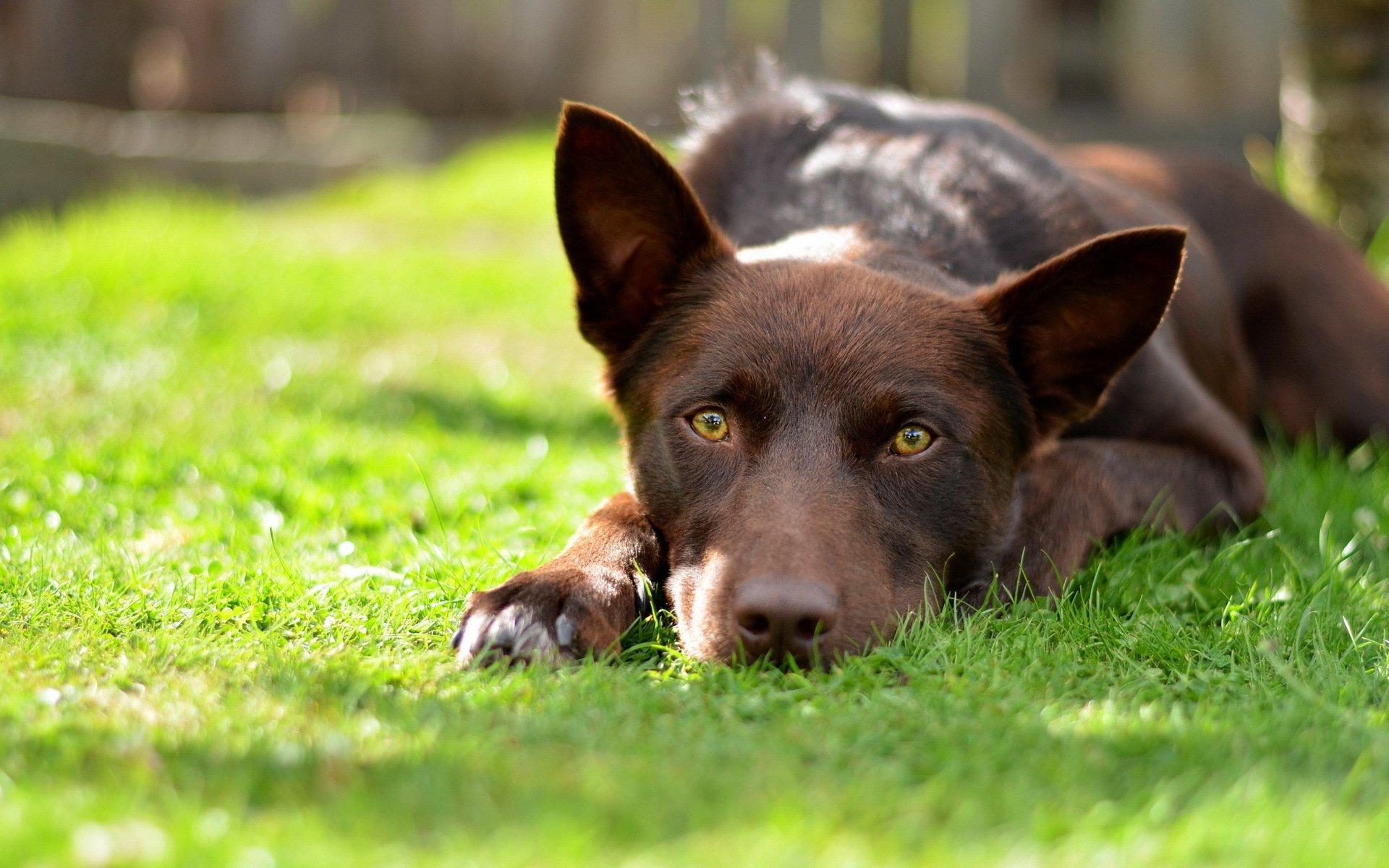 Kelpie Wallpapers - Top Free Kelpie Backgrounds - WallpaperAccess