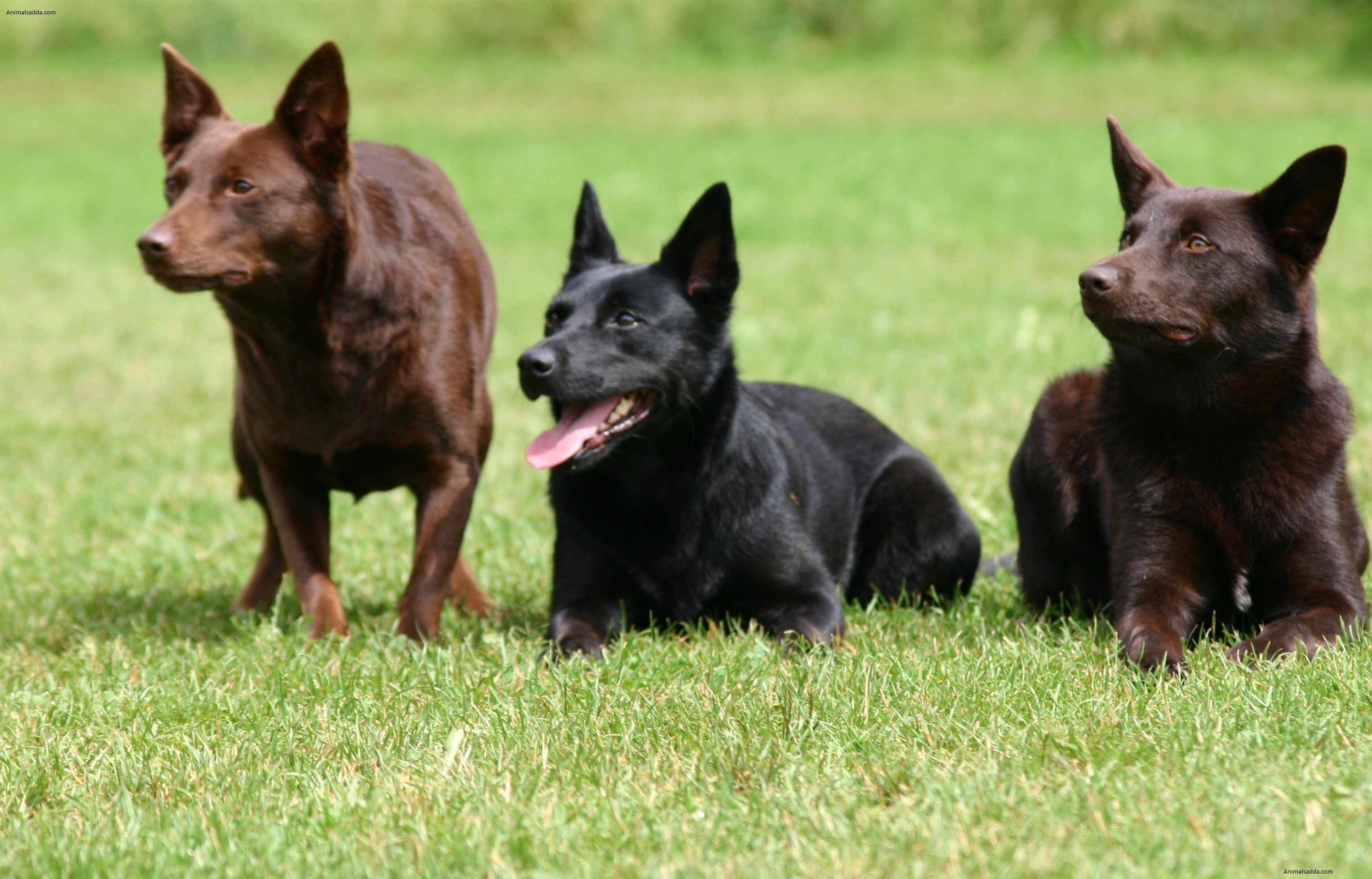 Kelpie Wallpapers - Top Free Kelpie Backgrounds - WallpaperAccess