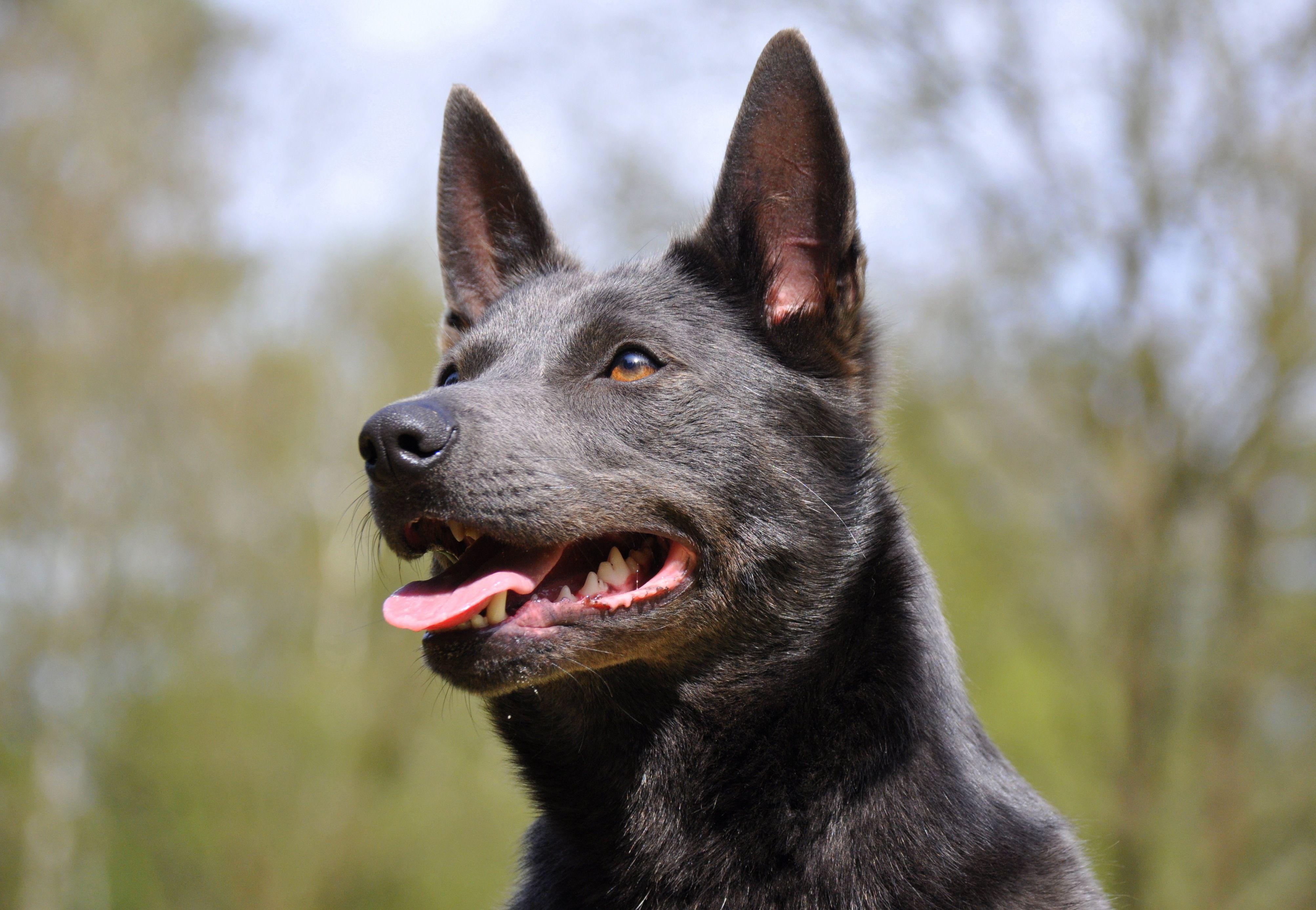 Kelpie Wallpapers - Top Free Kelpie Backgrounds - WallpaperAccess