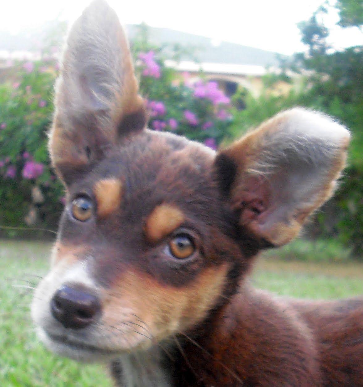 Kelpie Wallpapers - Top Free Kelpie Backgrounds - WallpaperAccess