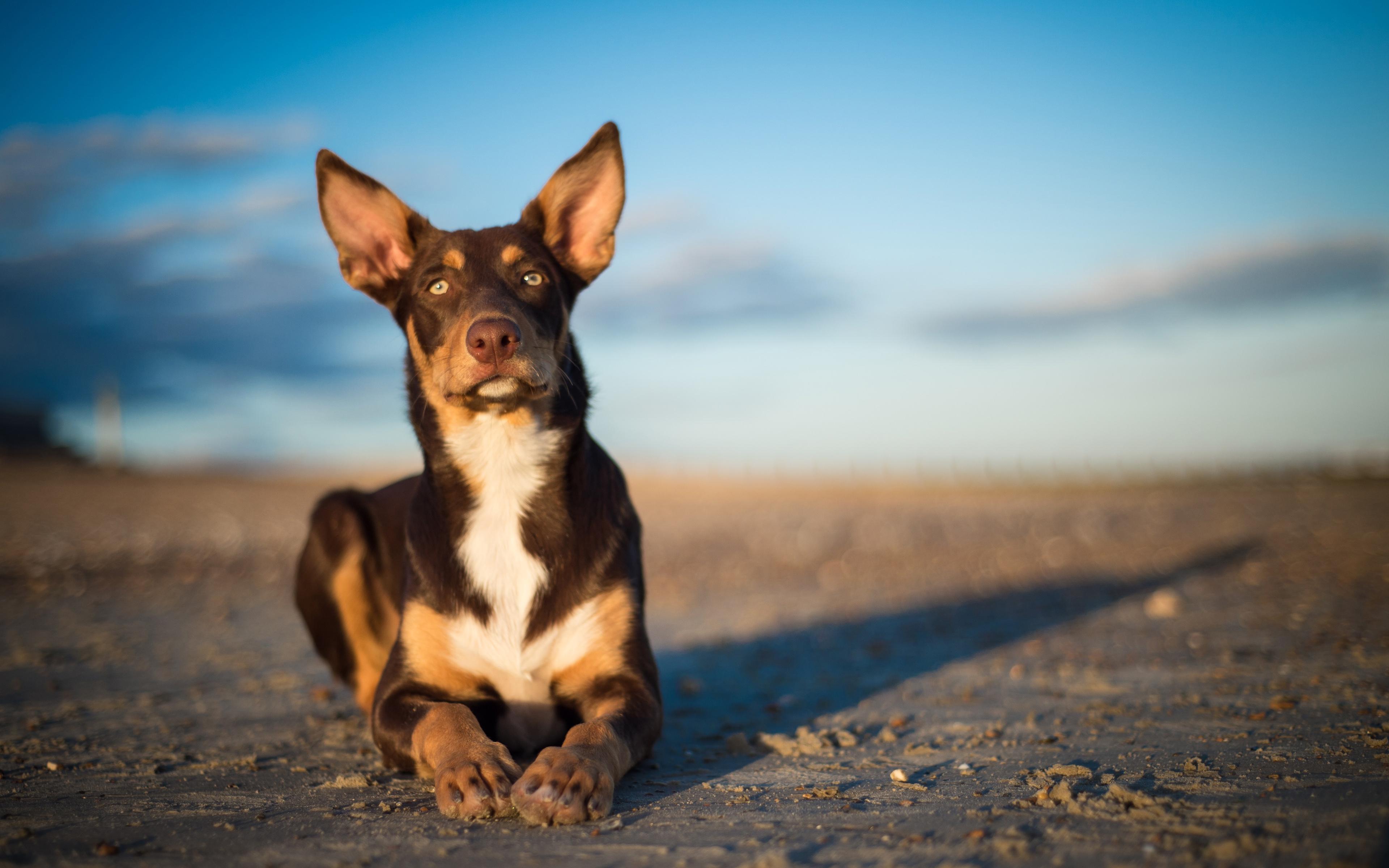 Kelpie Wallpapers - Top Free Kelpie Backgrounds - WallpaperAccess