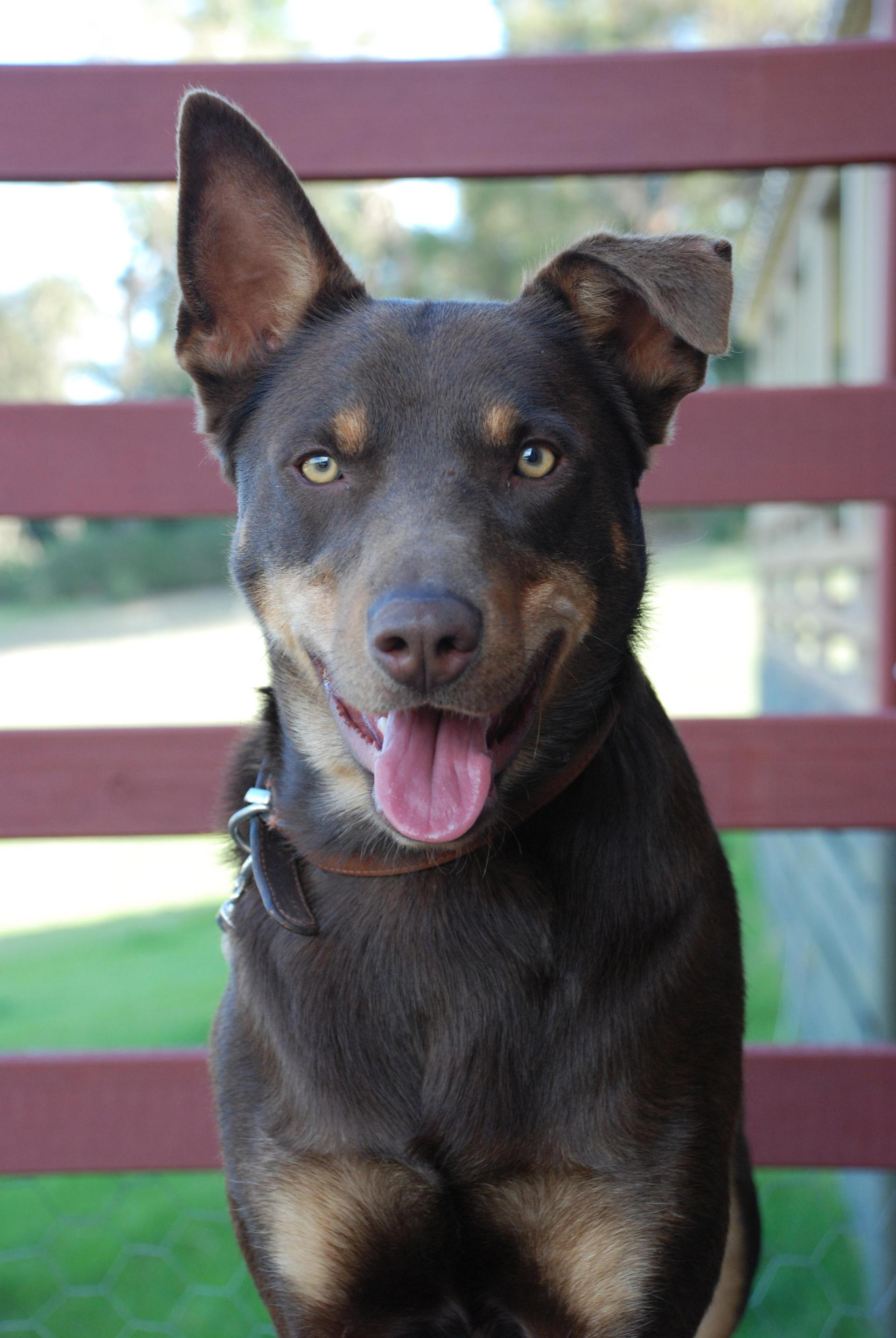 Kelpie Wallpapers - Top Free Kelpie Backgrounds - WallpaperAccess