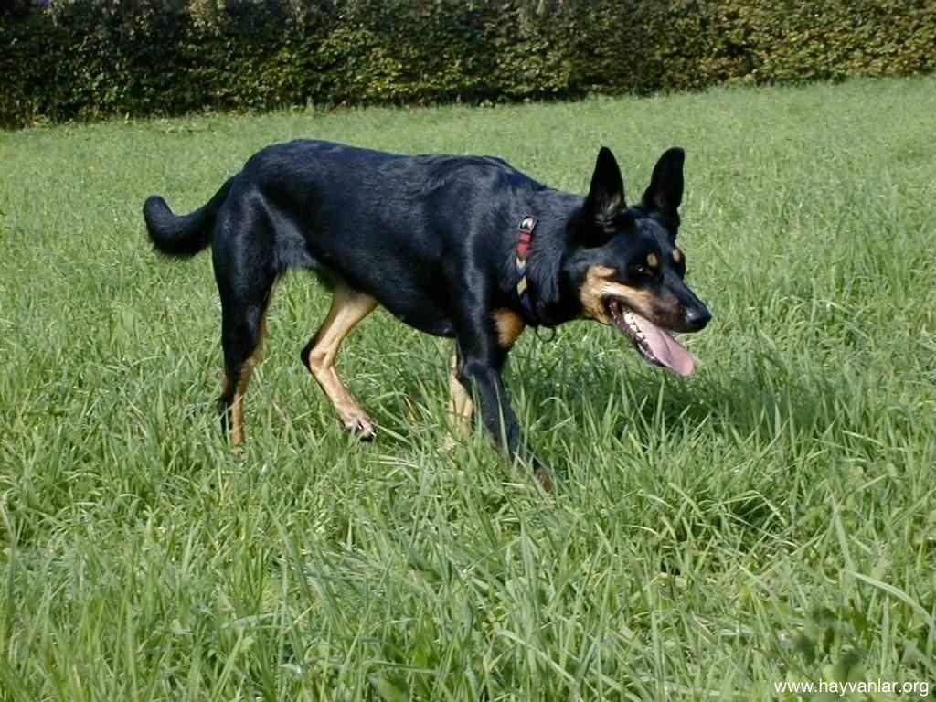 Kelpie Wallpapers - Top Free Kelpie Backgrounds - WallpaperAccess