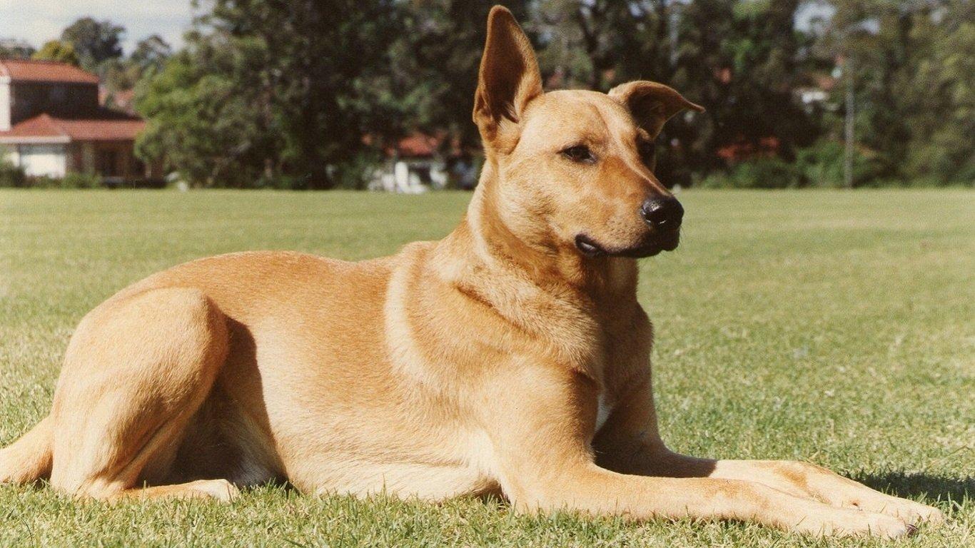 Kelpie Wallpapers - Top Free Kelpie Backgrounds - WallpaperAccess