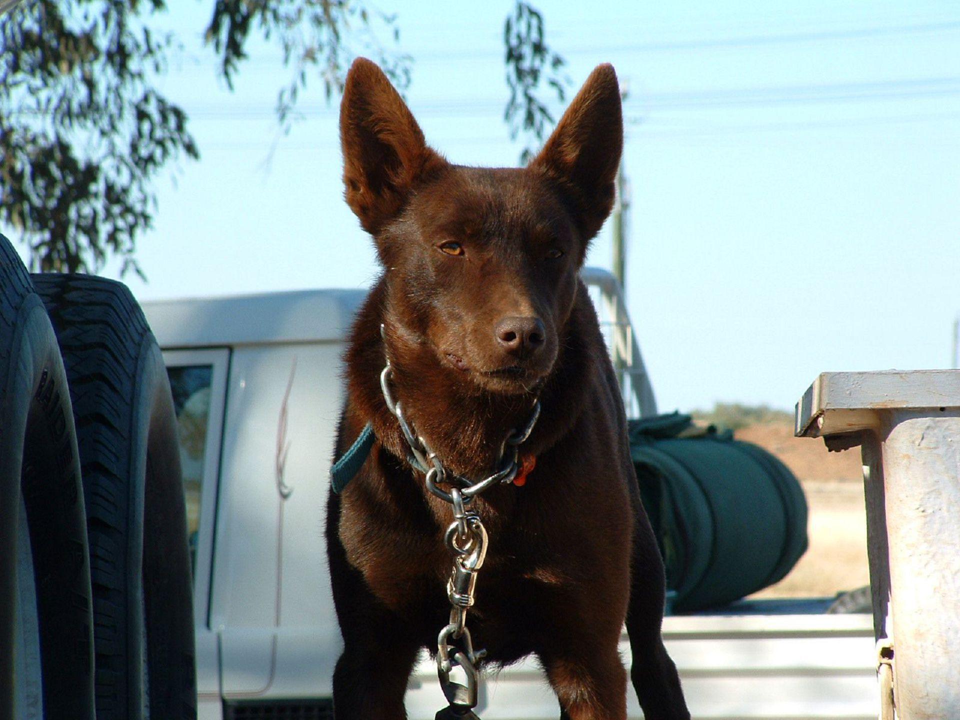 Kelpie Wallpapers - Top Free Kelpie Backgrounds - WallpaperAccess