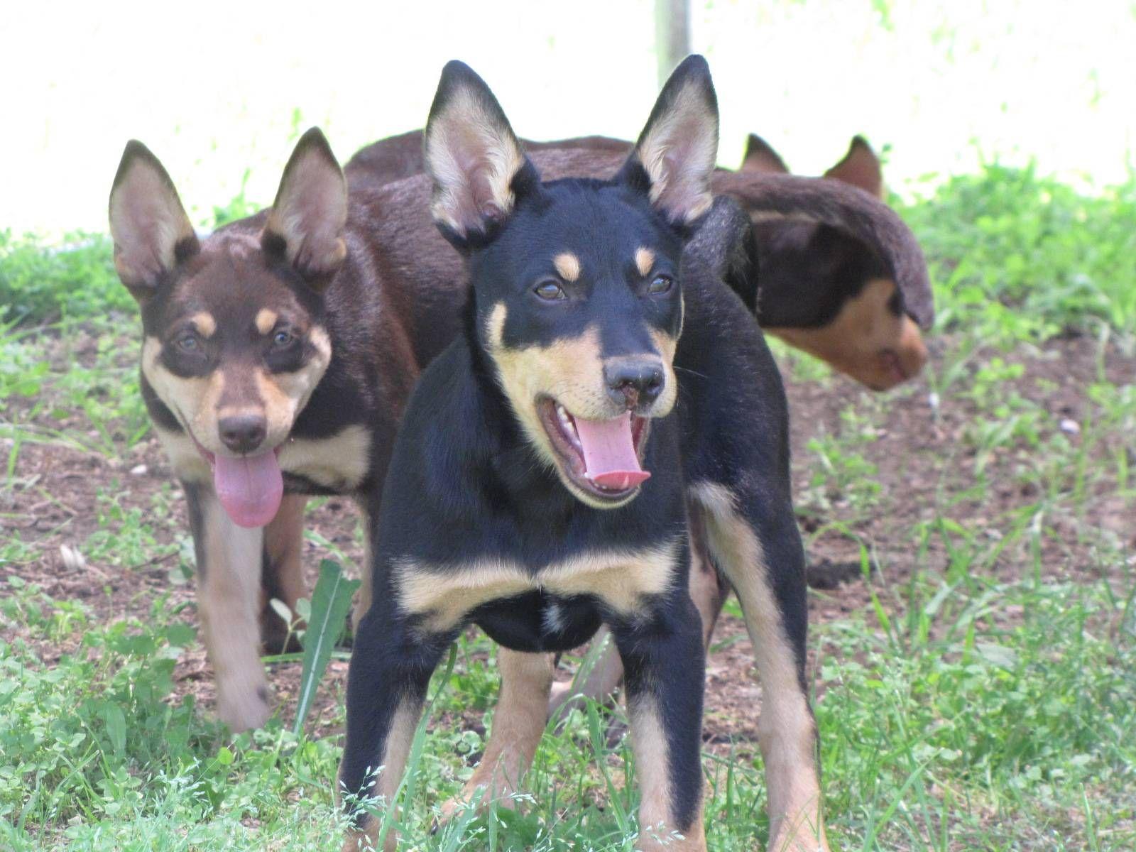 Kelpie Wallpapers - Top Free Kelpie Backgrounds - WallpaperAccess