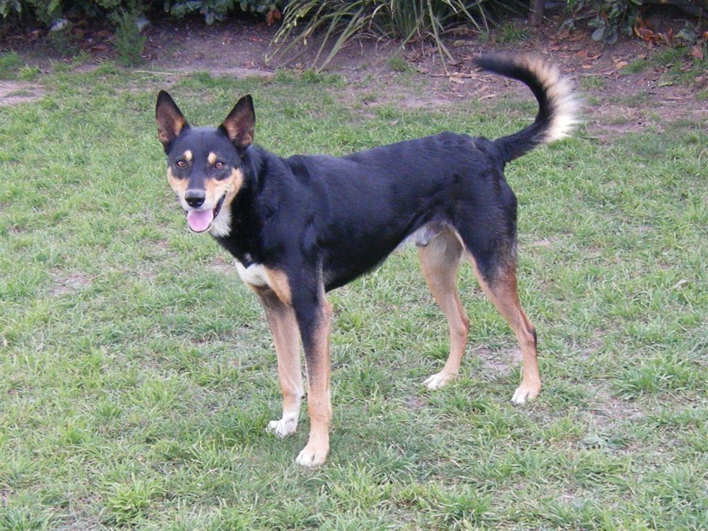 Kelpie Wallpapers - Top Free Kelpie Backgrounds - WallpaperAccess