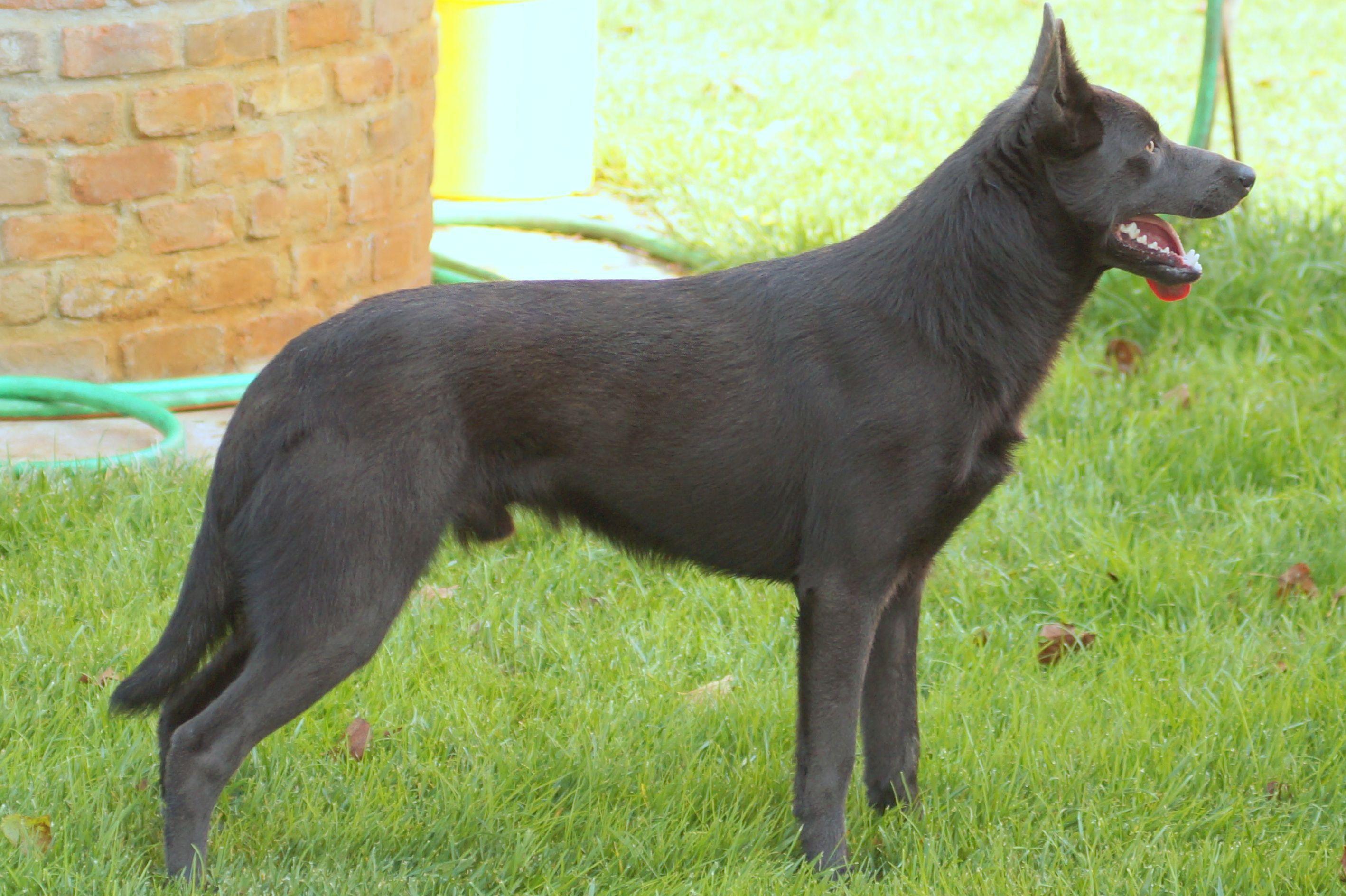 Kelpie Wallpapers - Top Free Kelpie Backgrounds - WallpaperAccess