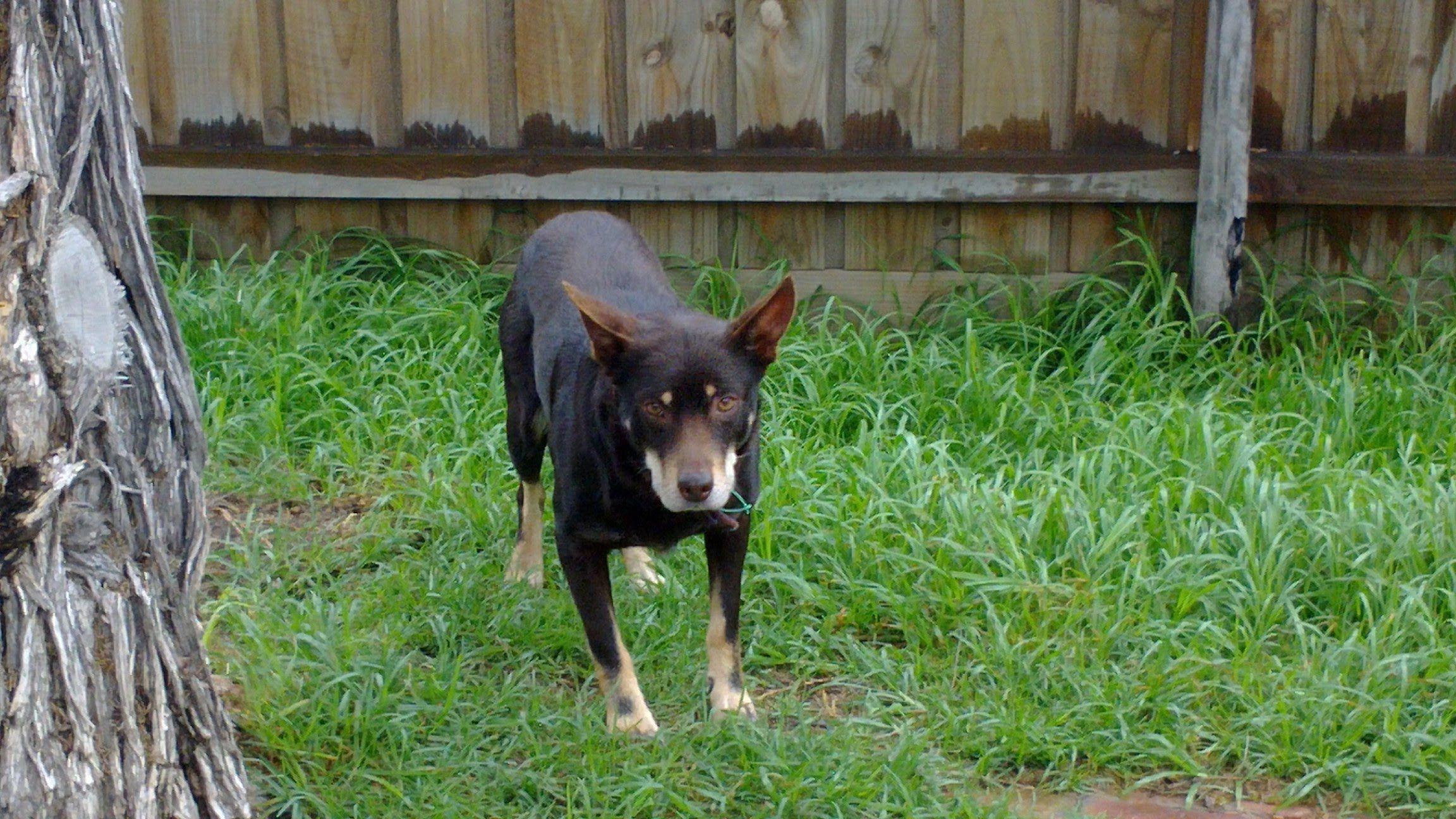 Kelpie Wallpapers - Top Free Kelpie Backgrounds - WallpaperAccess