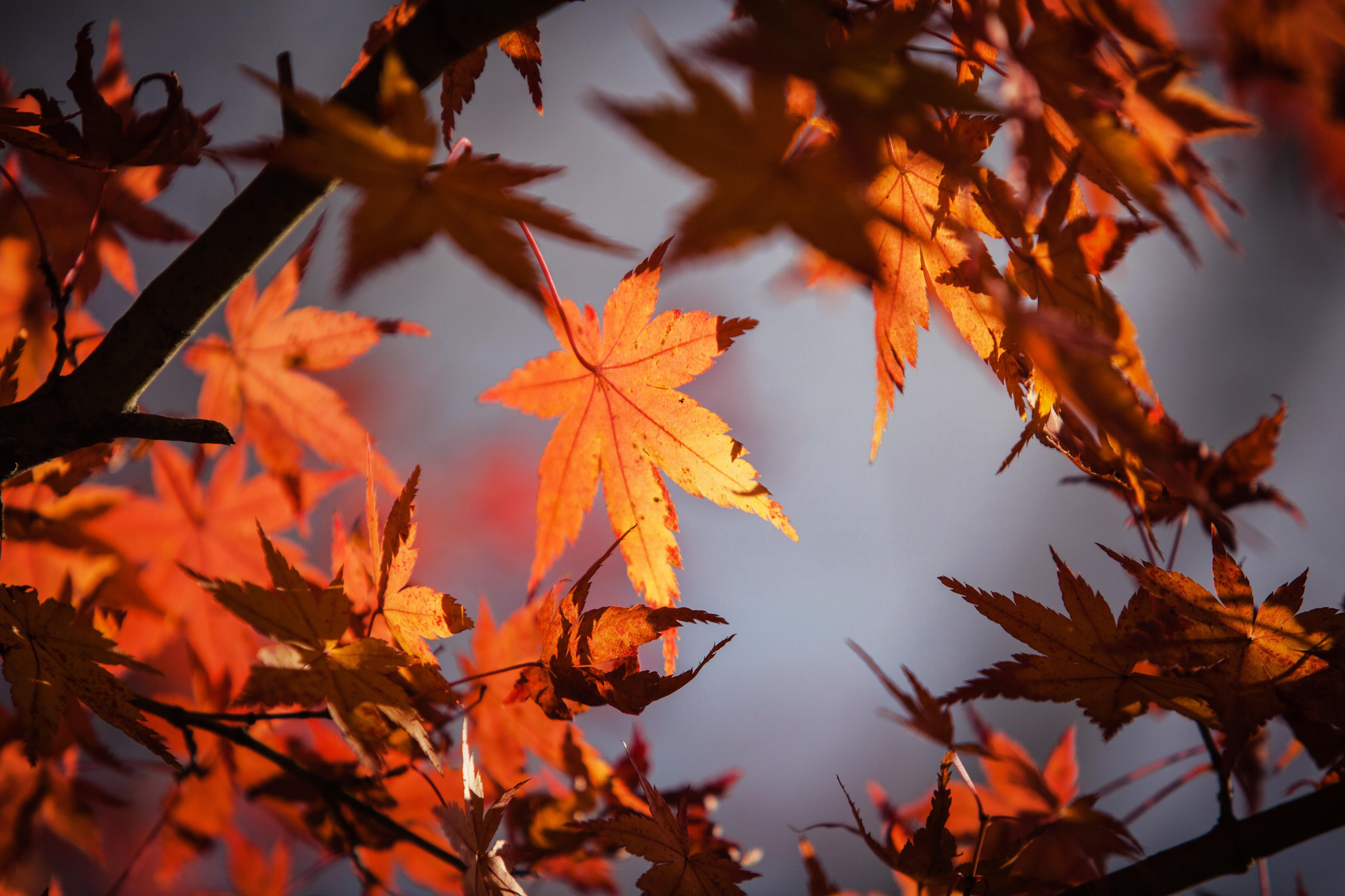 Leaf 4K Wallpapers - Top Free Leaf 4K Backgrounds - WallpaperAccess