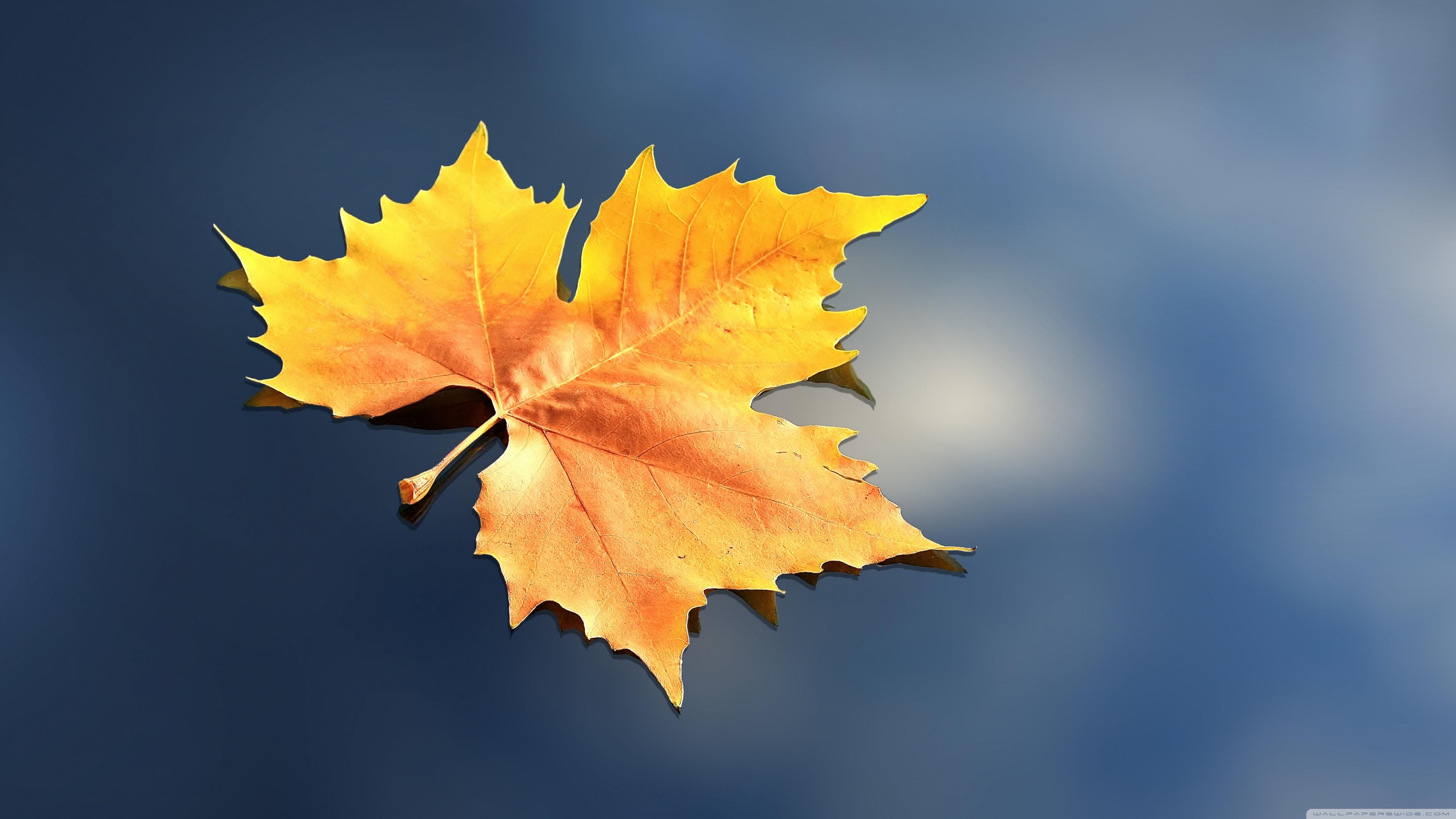 Leaf 4K Wallpapers - Top Free Leaf 4K Backgrounds - WallpaperAccess