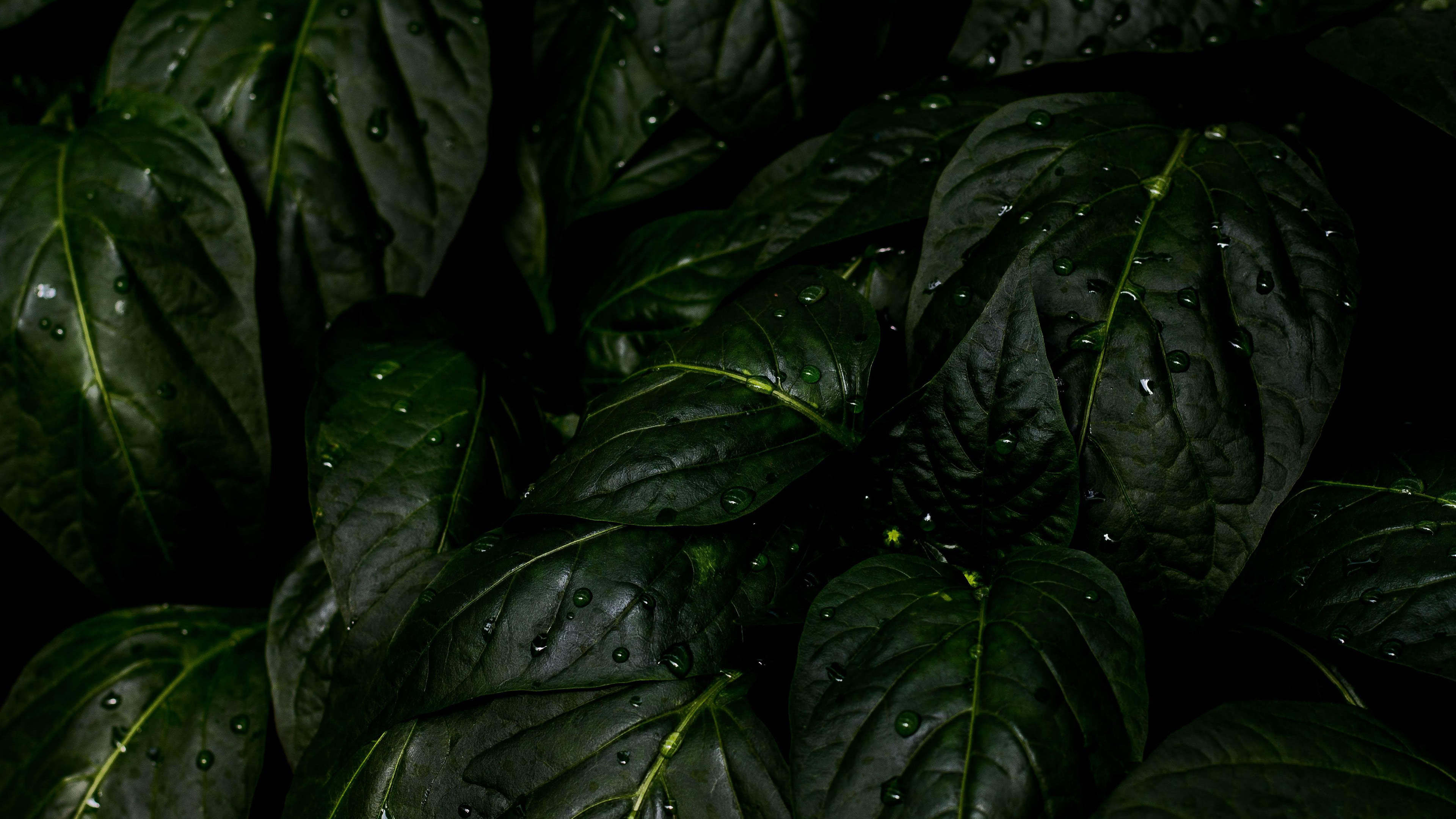 Leaf 4K Wallpapers - Top Free Leaf 4K Backgrounds - WallpaperAccess
