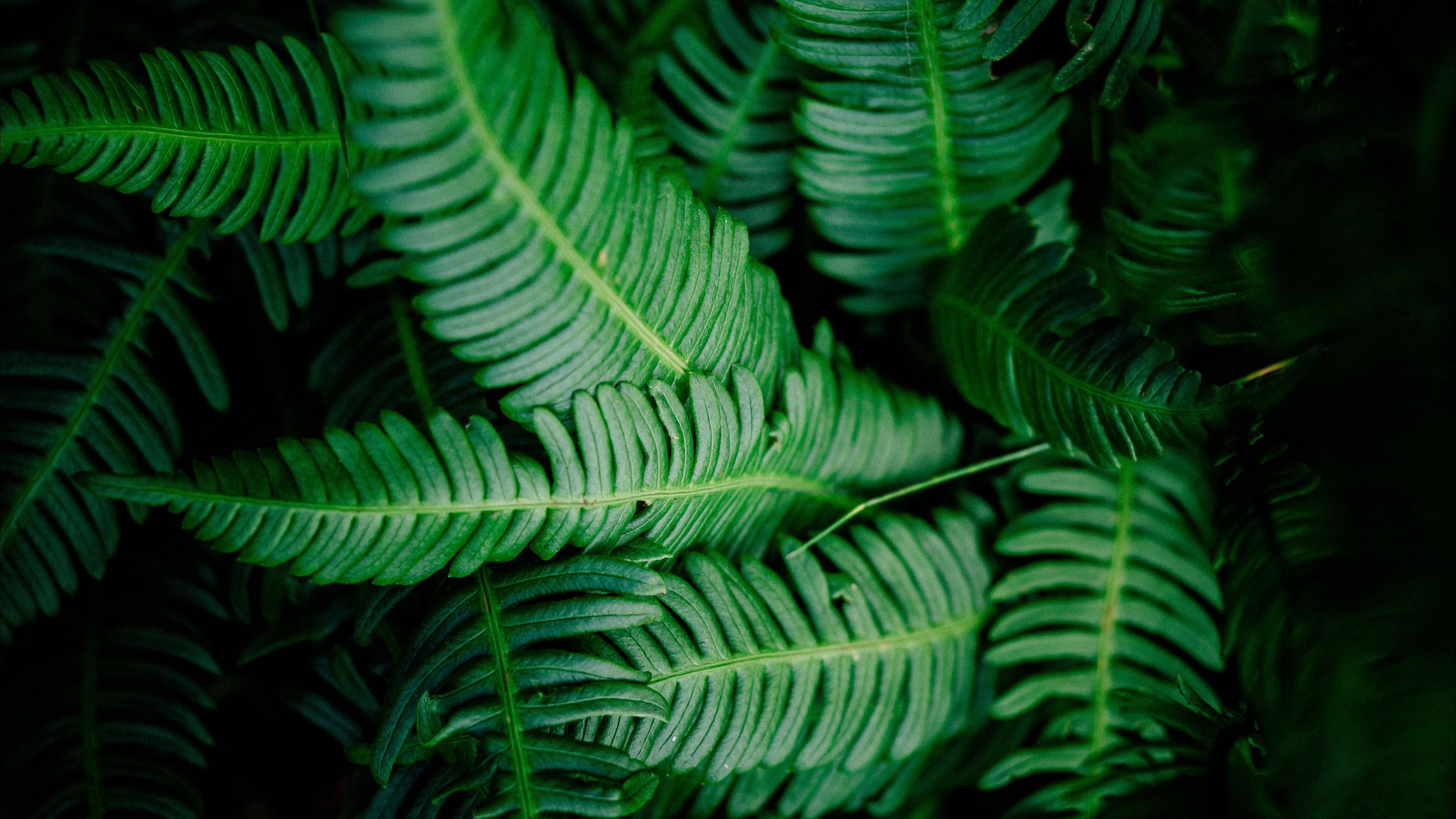 Leaf 4K Wallpapers - Top Free Leaf 4K Backgrounds - WallpaperAccess