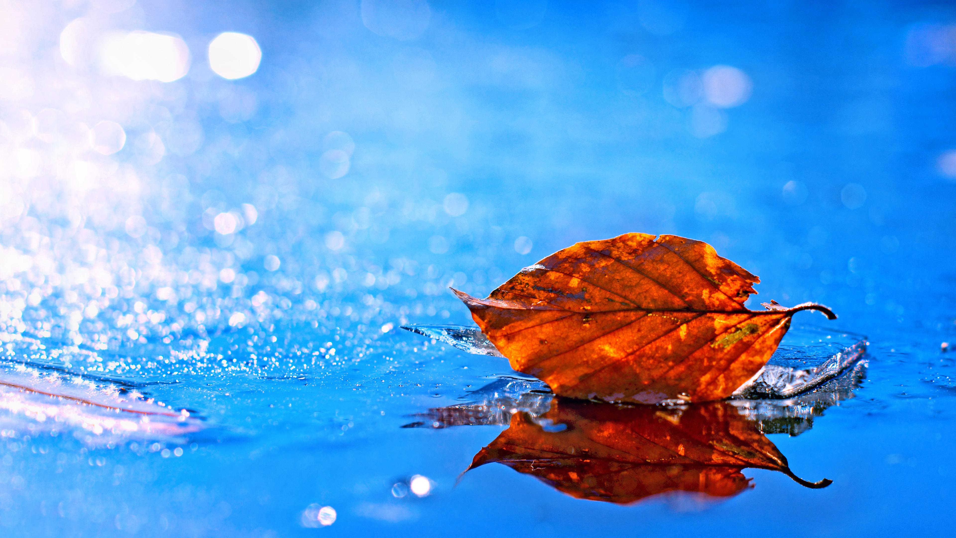 Leaf 4K Wallpapers - Top Free Leaf 4K Backgrounds - WallpaperAccess