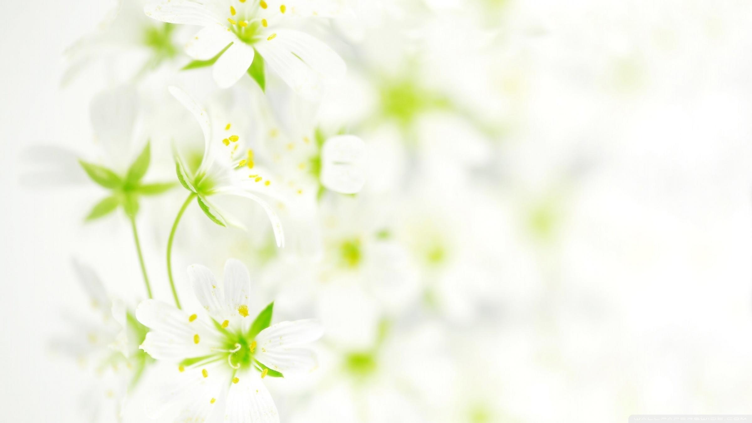 Cute White Flower Wallpapers - Top Free Cute White Flower Backgrounds ...