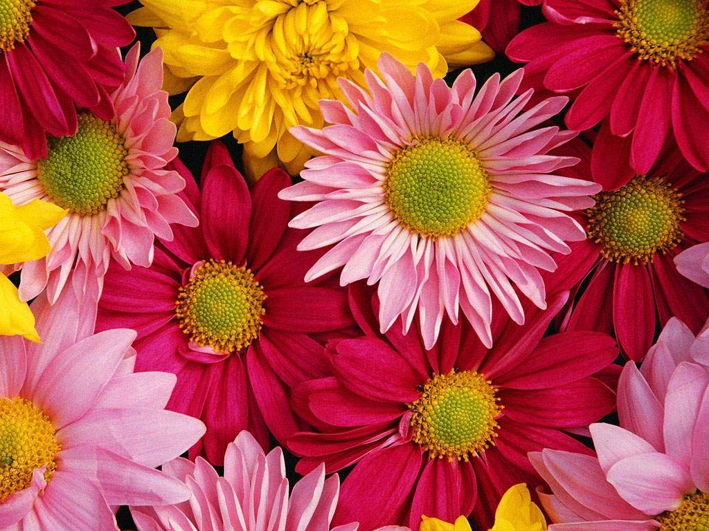 Flower Theme Wallpapers - Top Free Flower Theme Backgrounds ...