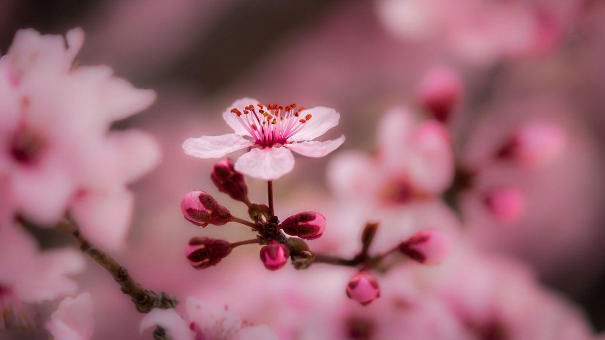 Flower Theme Wallpapers - Top Free Flower Theme Backgrounds ...