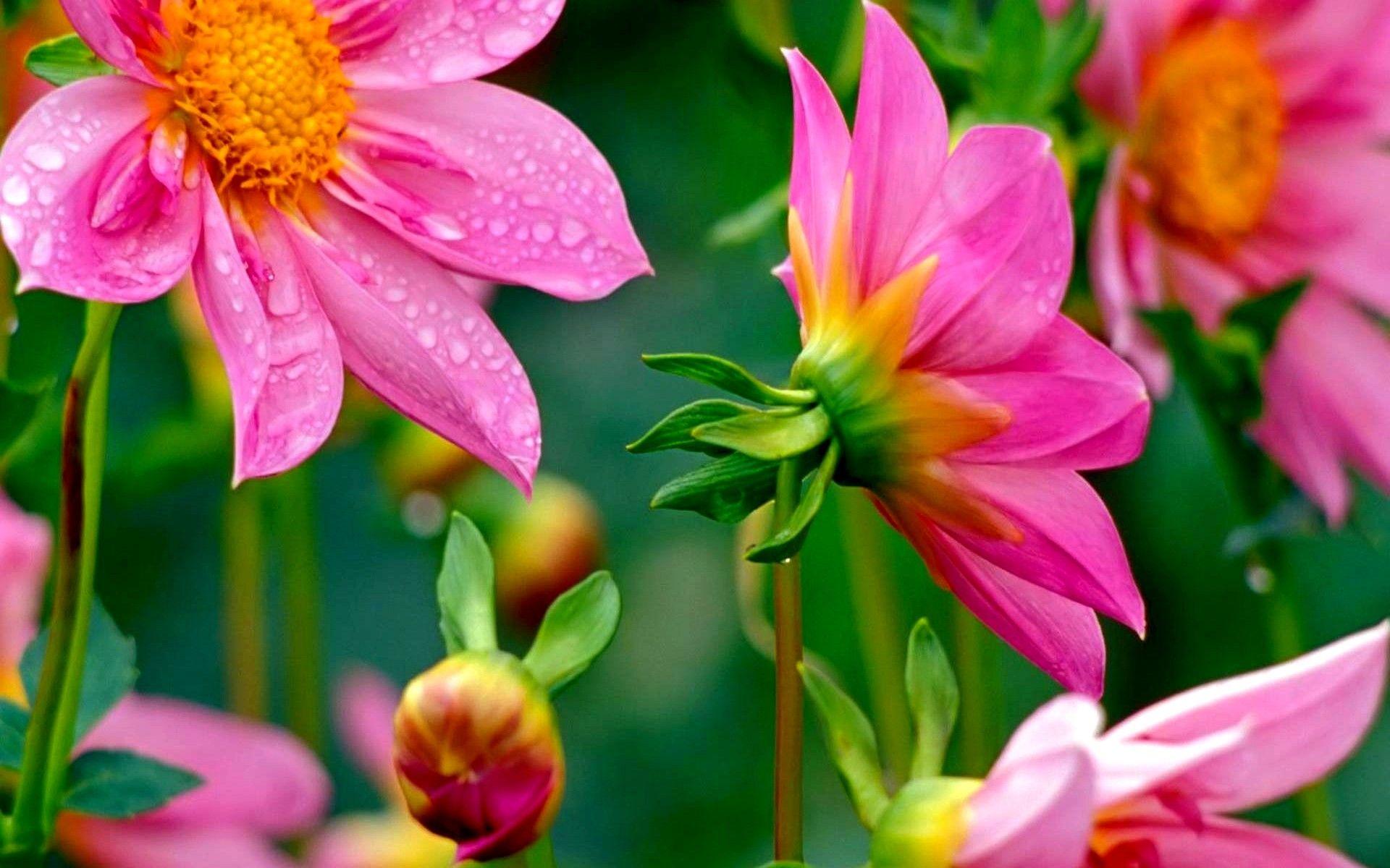 Flower Theme Wallpapers - Top Free Flower Theme Backgrounds ...