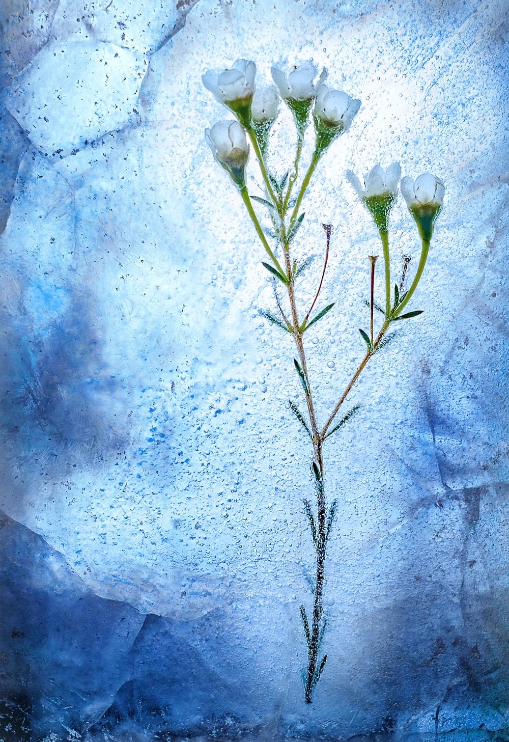 Frozen Rose Wallpapers - Top Free Frozen Rose Backgrounds - WallpaperAccess