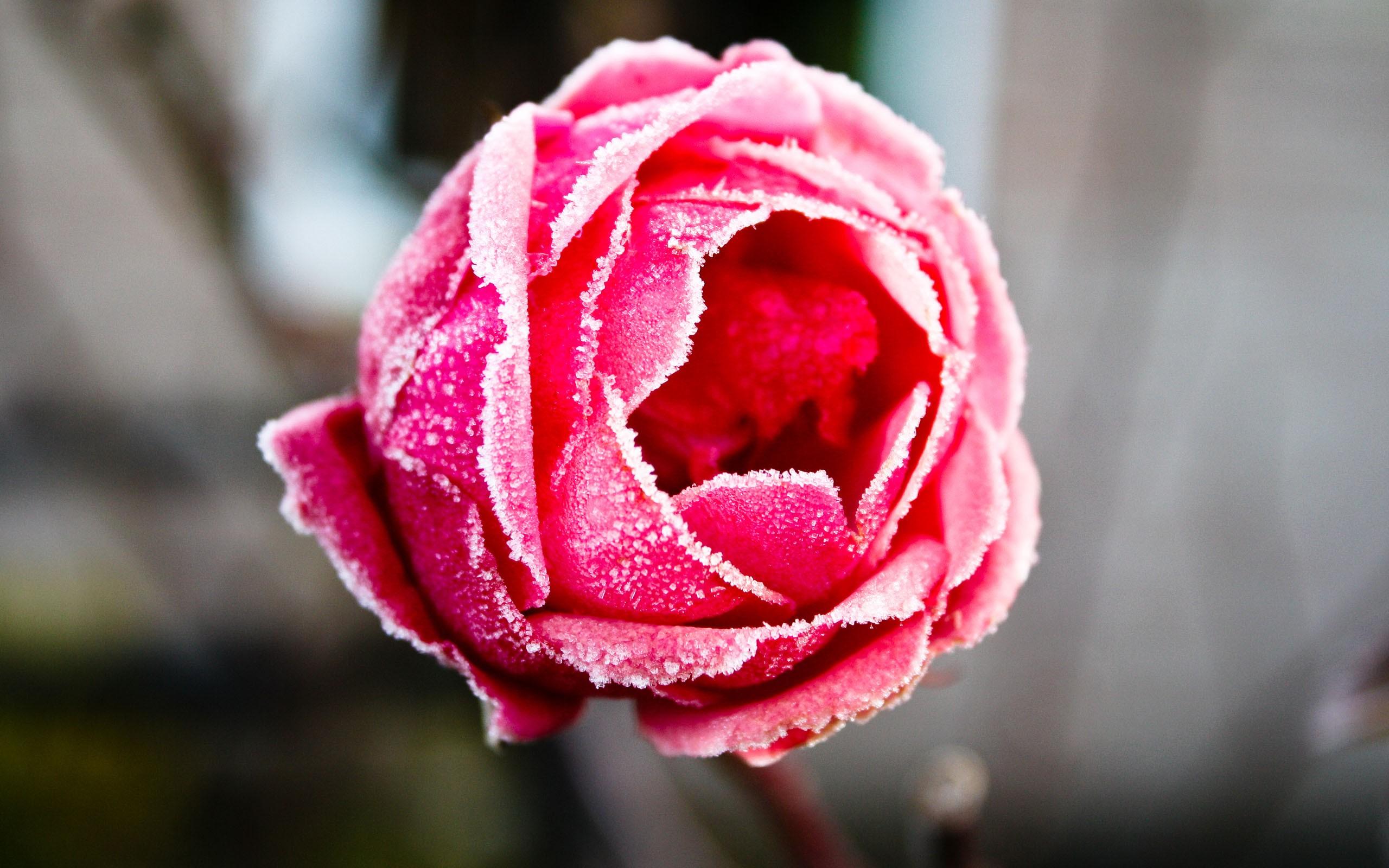 Frozen Rose Wallpapers - Top Free Frozen Rose Backgrounds - WallpaperAccess
