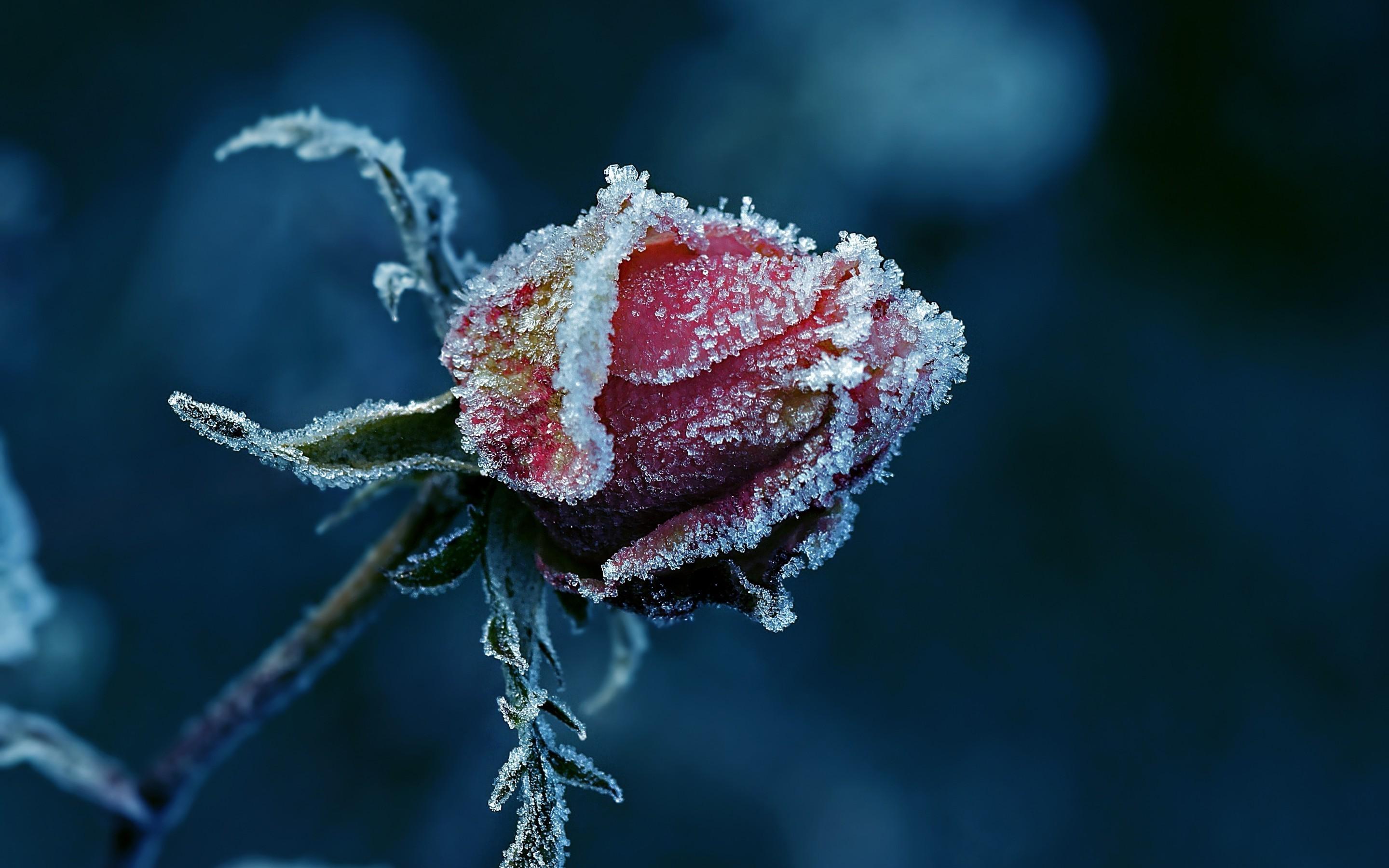 Frozen Rose Wallpapers - Top Free Frozen Rose Backgrounds - WallpaperAccess