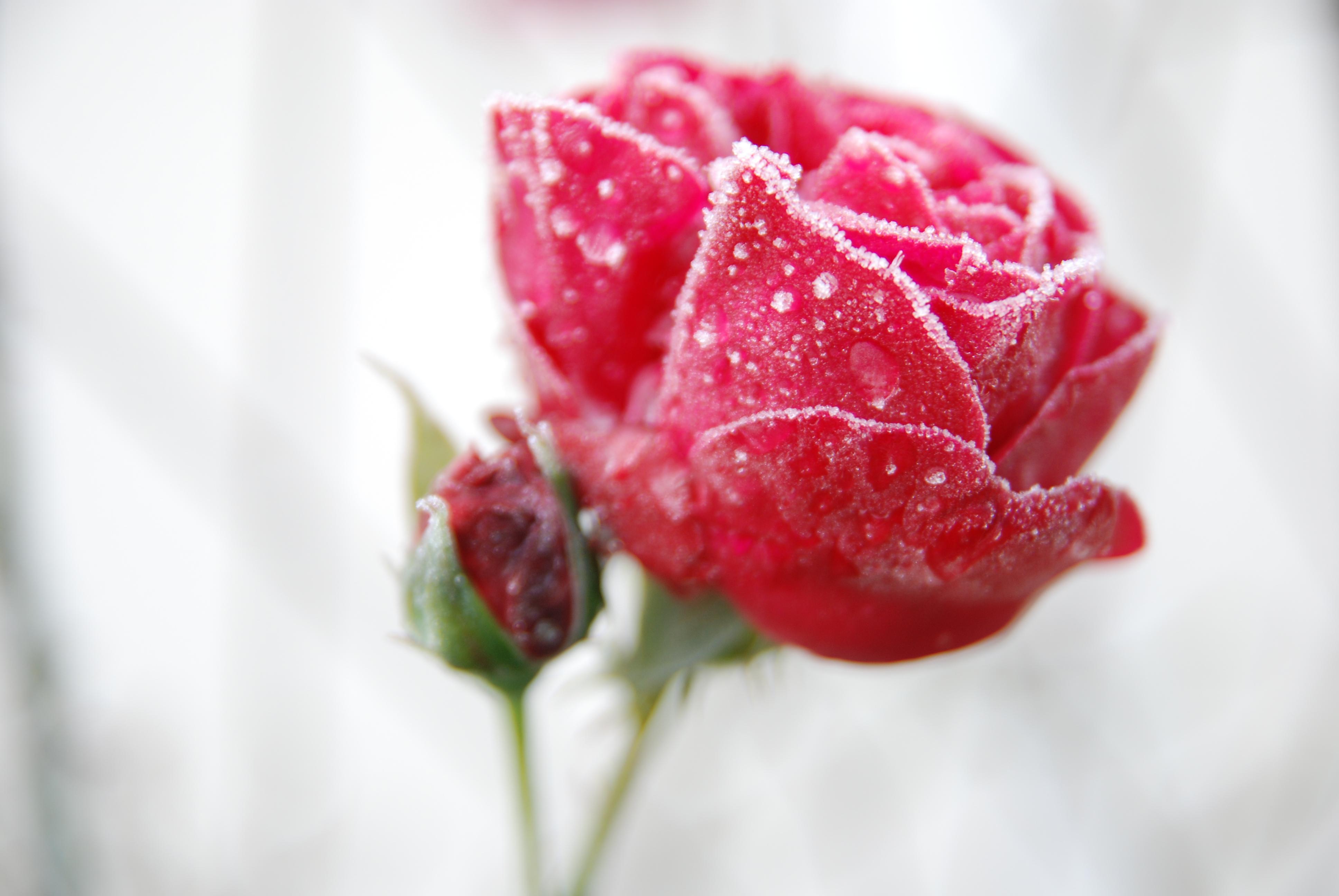 Frozen Rose Wallpapers - Top Free Frozen Rose Backgrounds - WallpaperAccess