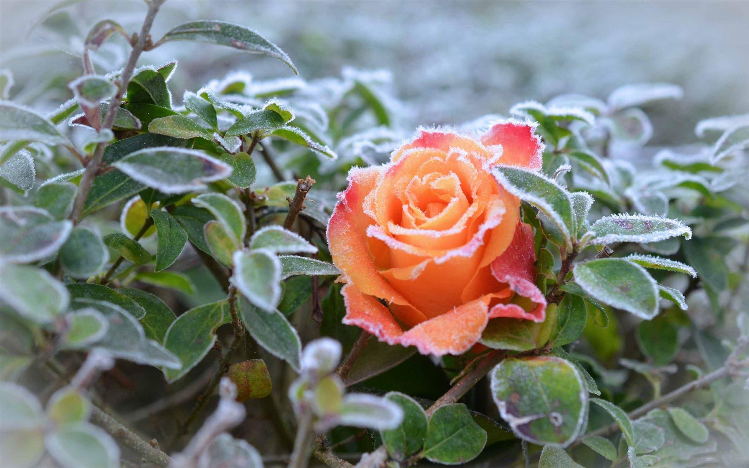 Frozen Rose Wallpapers - Top Free Frozen Rose Backgrounds - WallpaperAccess