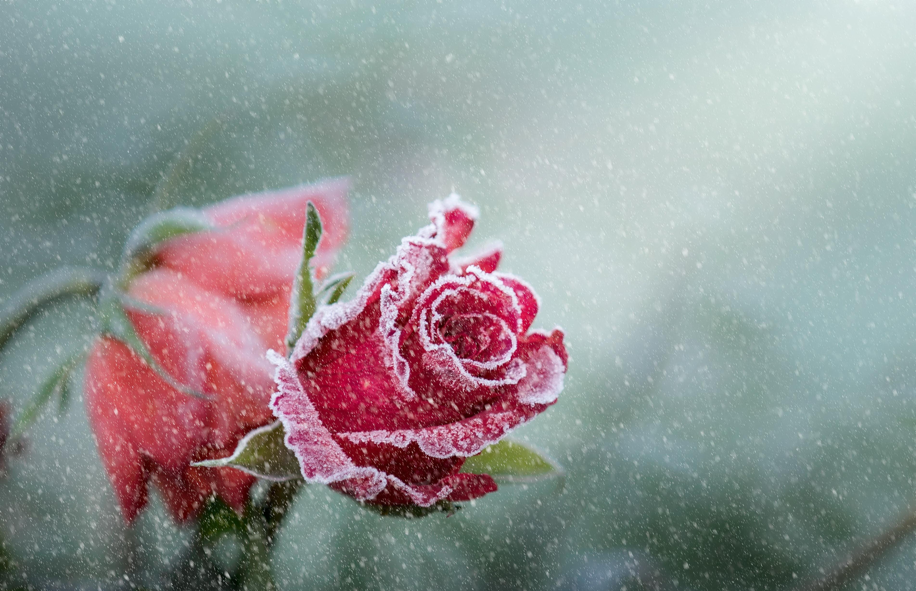 Frozen Rose Wallpapers - Top Free Frozen Rose Backgrounds - WallpaperAccess