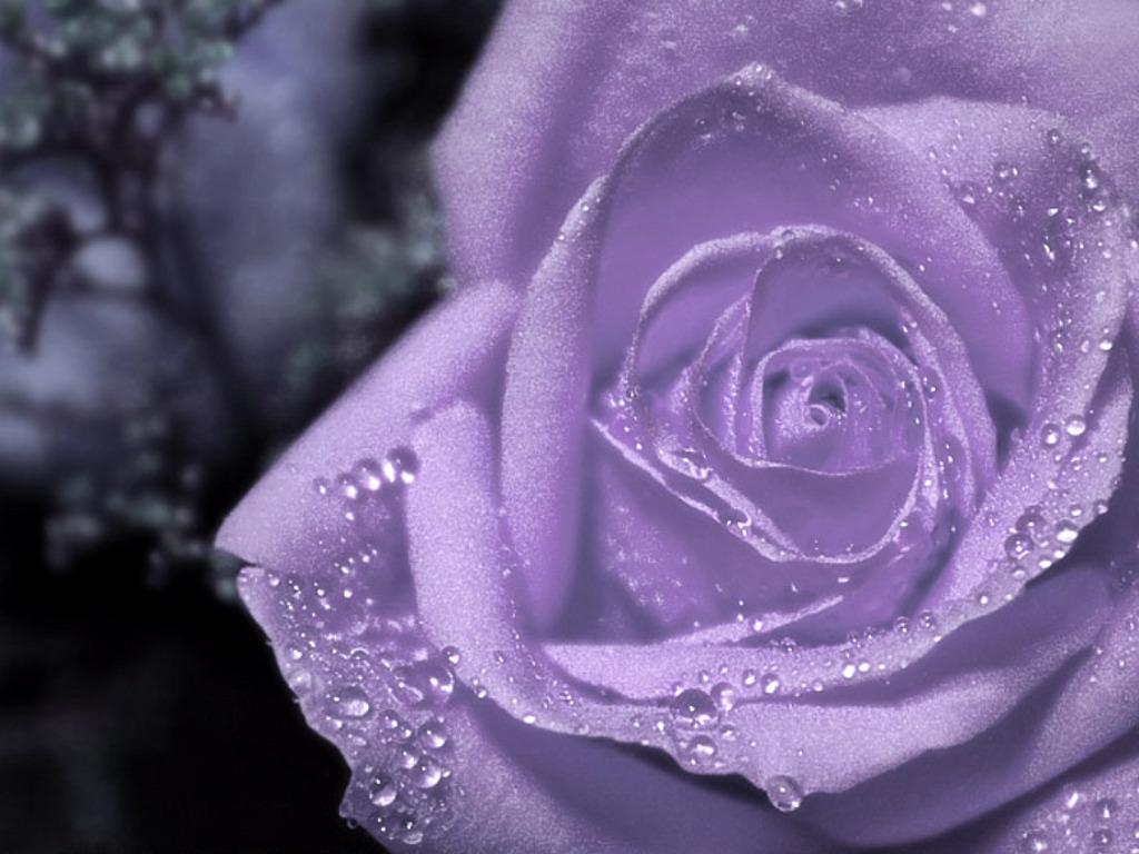 Frozen Rose Wallpapers - Top Free Frozen Rose Backgrounds - WallpaperAccess