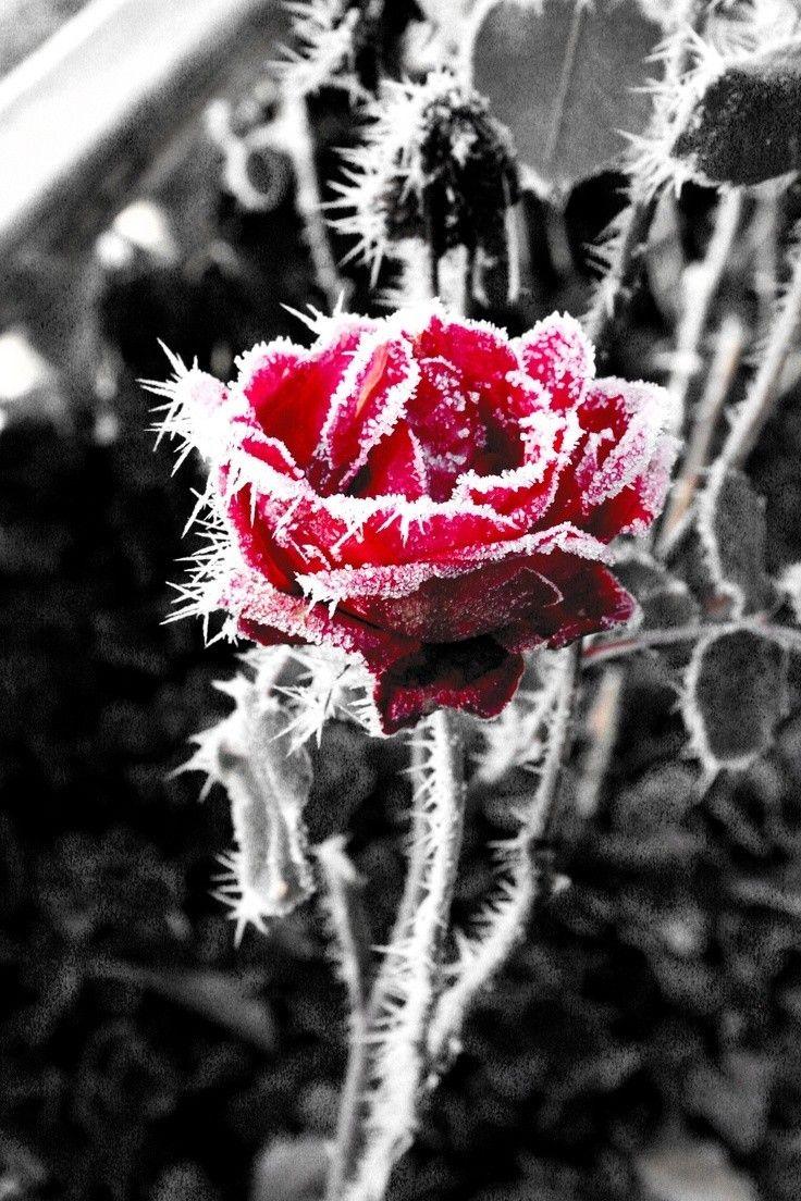 Frozen Rose Wallpapers - Top Free Frozen Rose Backgrounds - WallpaperAccess