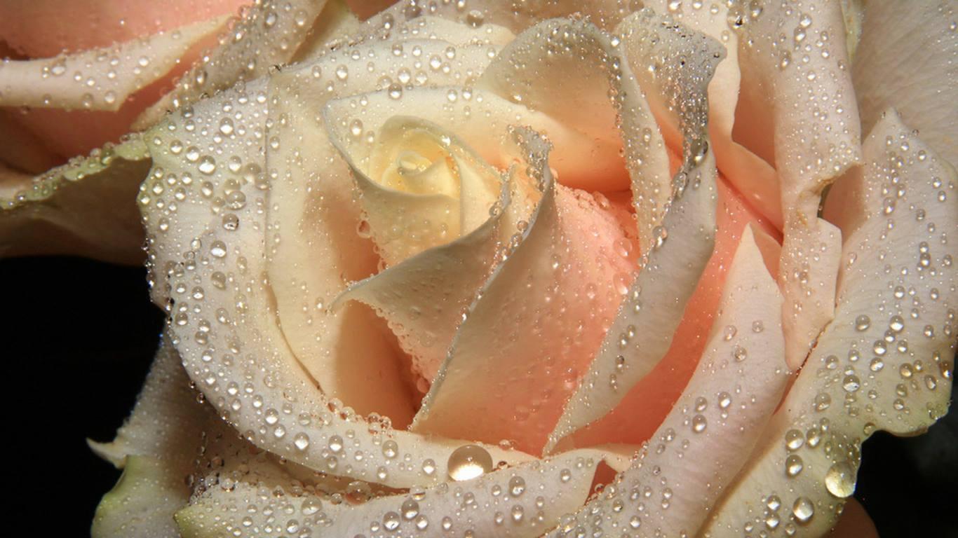 Frozen Rose Wallpapers - Top Free Frozen Rose Backgrounds - WallpaperAccess