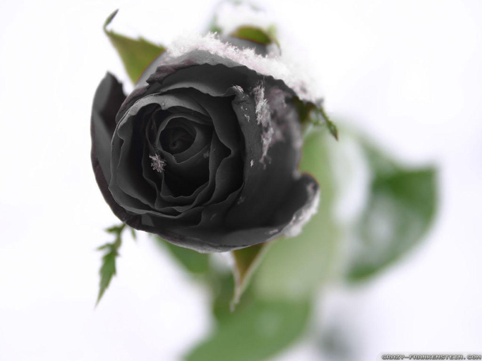 Frozen Rose Wallpapers - Top Free Frozen Rose Backgrounds - WallpaperAccess