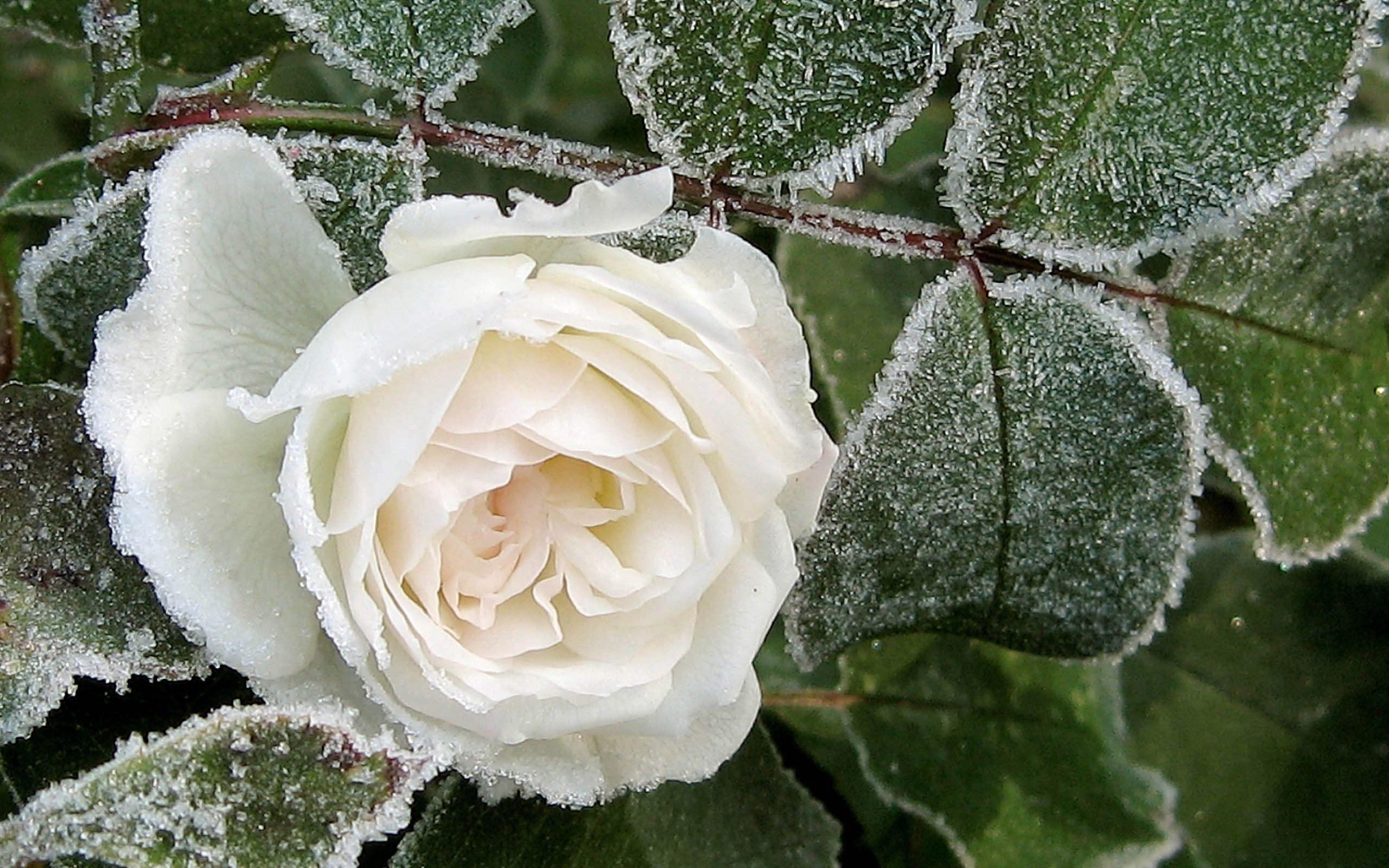 Frozen Rose Wallpapers - Top Free Frozen Rose Backgrounds - WallpaperAccess