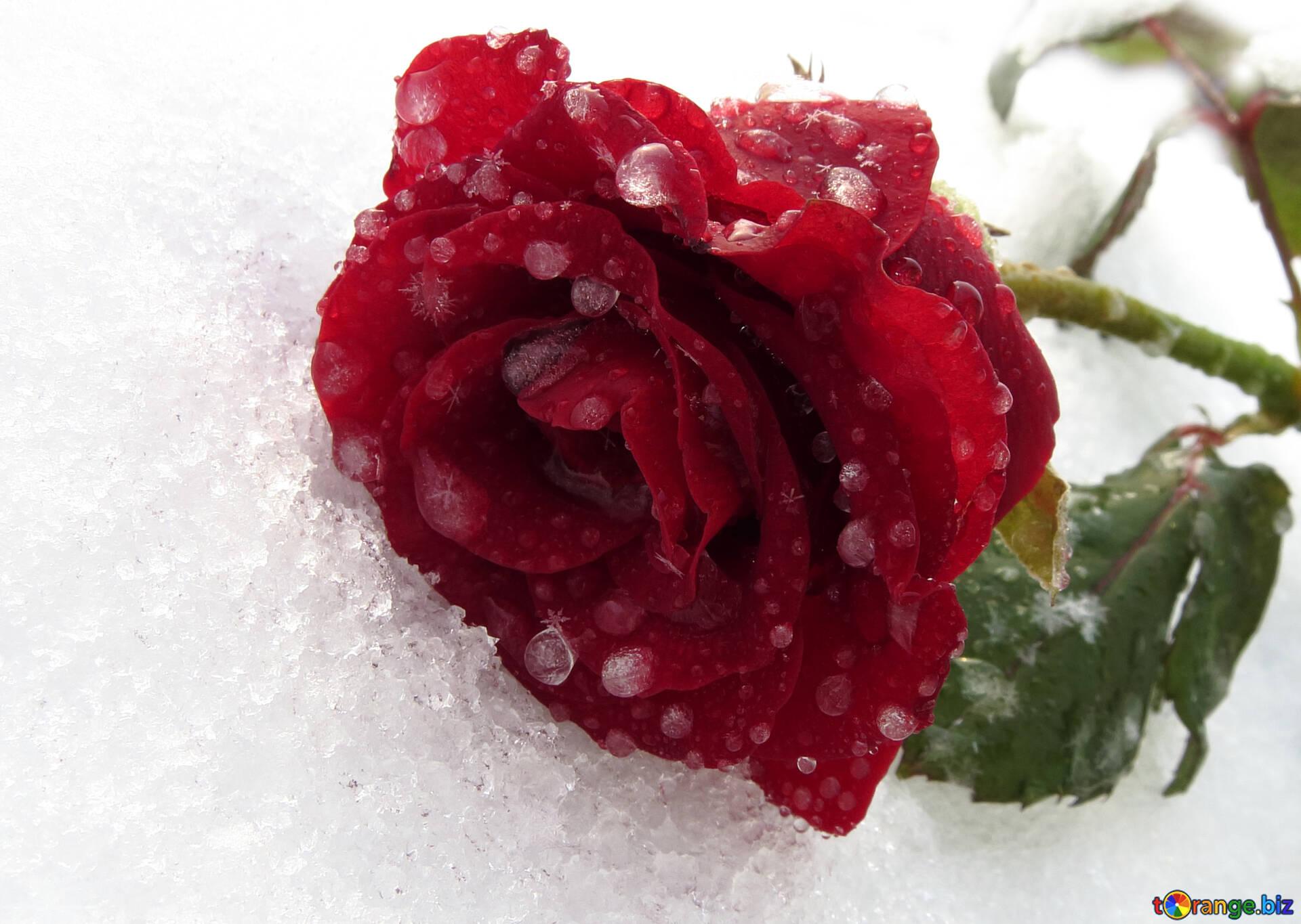 Frozen Rose Wallpapers - Top Free Frozen Rose Backgrounds - WallpaperAccess