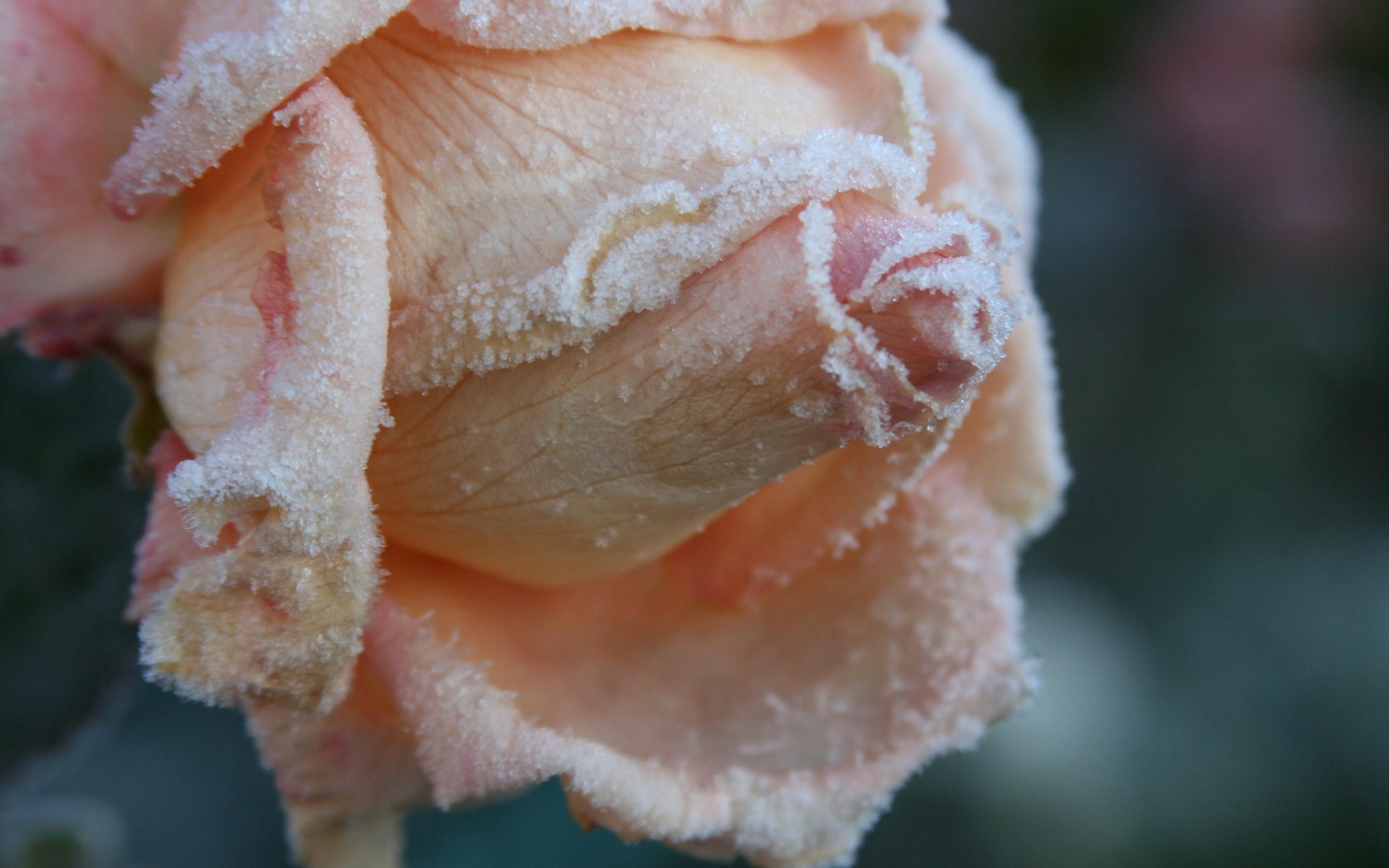 Frozen Rose Wallpapers - Top Free Frozen Rose Backgrounds - WallpaperAccess