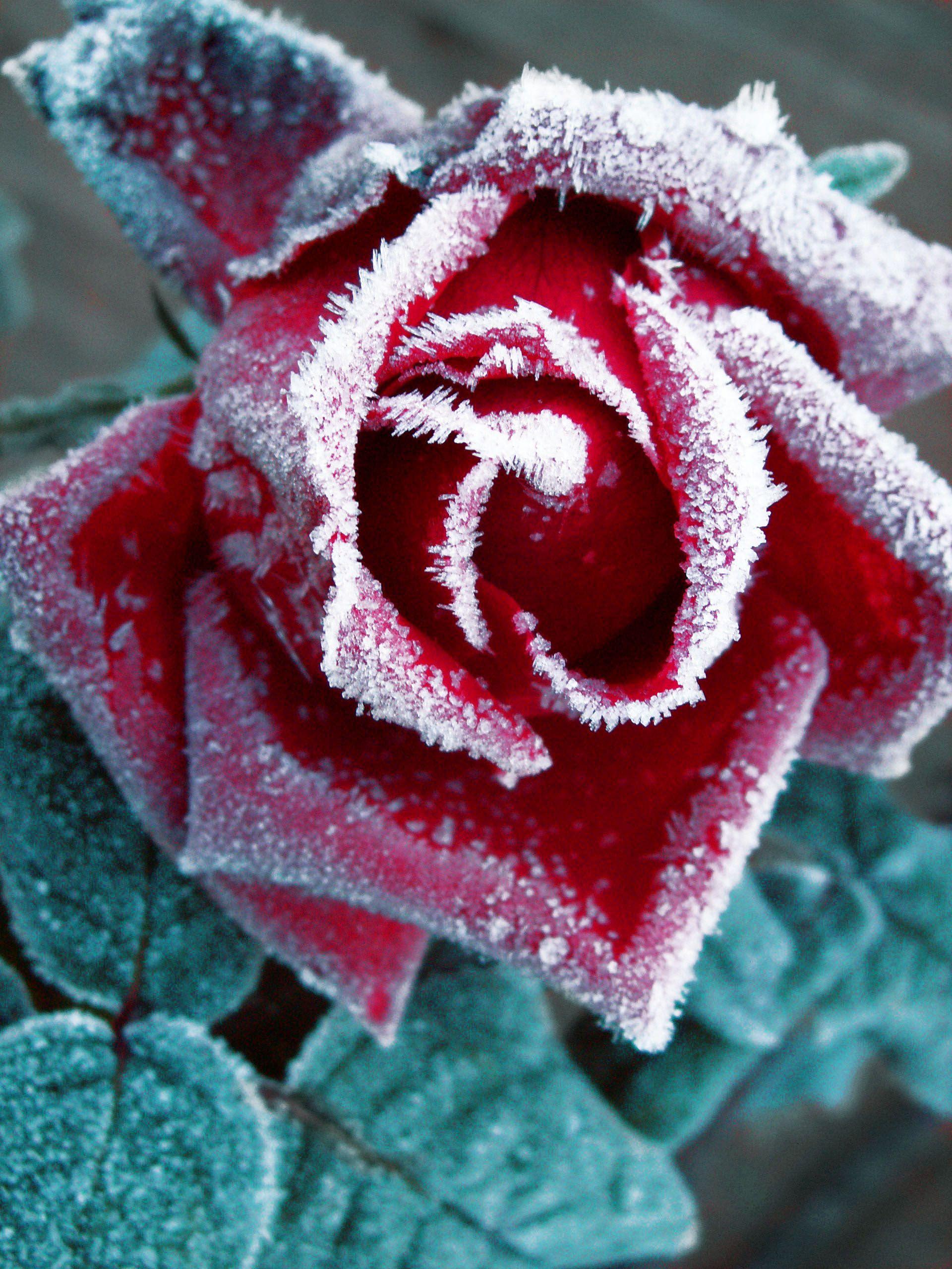 Frozen Rose Wallpapers - Top Free Frozen Rose Backgrounds - WallpaperAccess