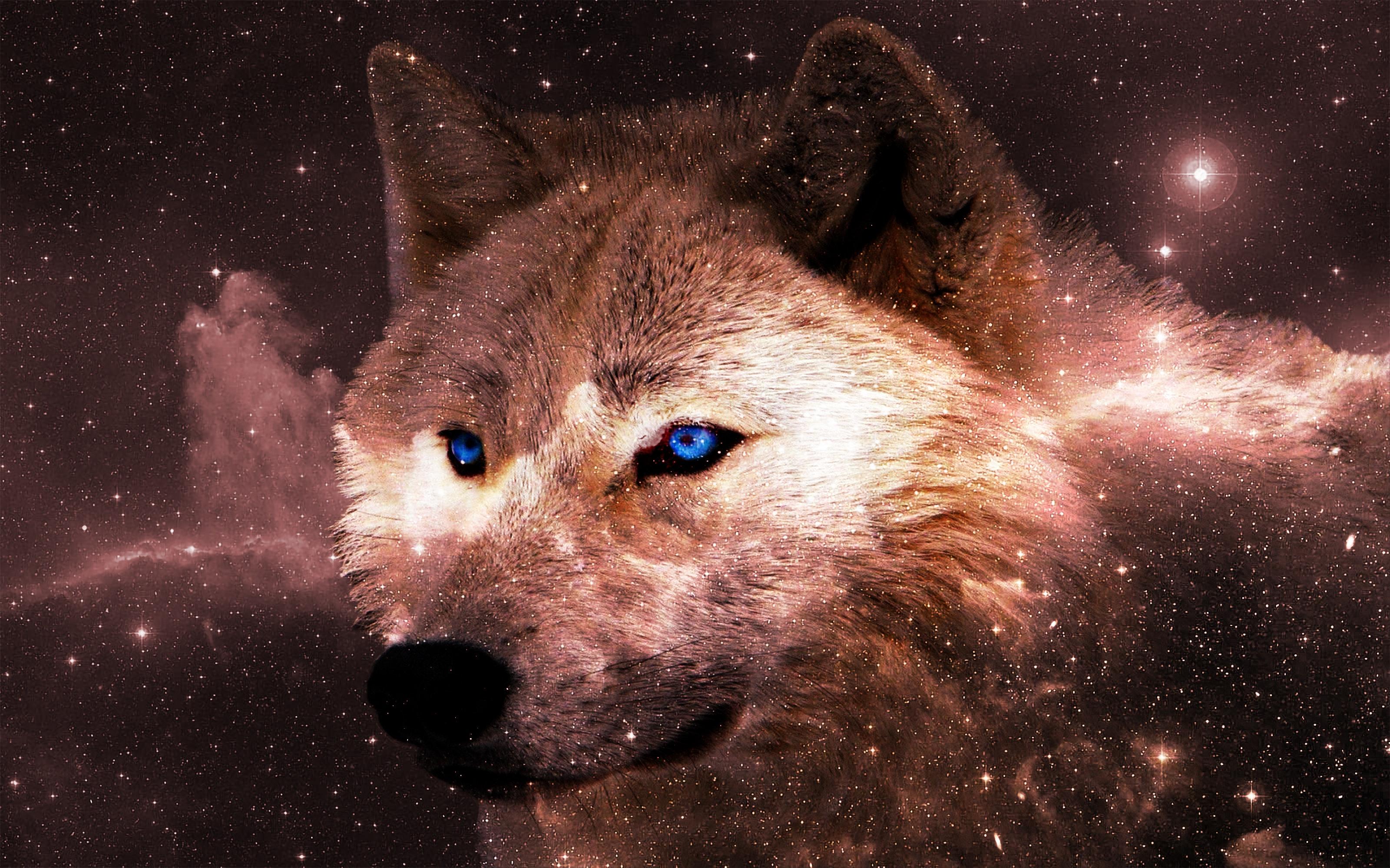 Silver Wolf Wallpapers - Top Free Silver Wolf Backgrounds - WallpaperAccess