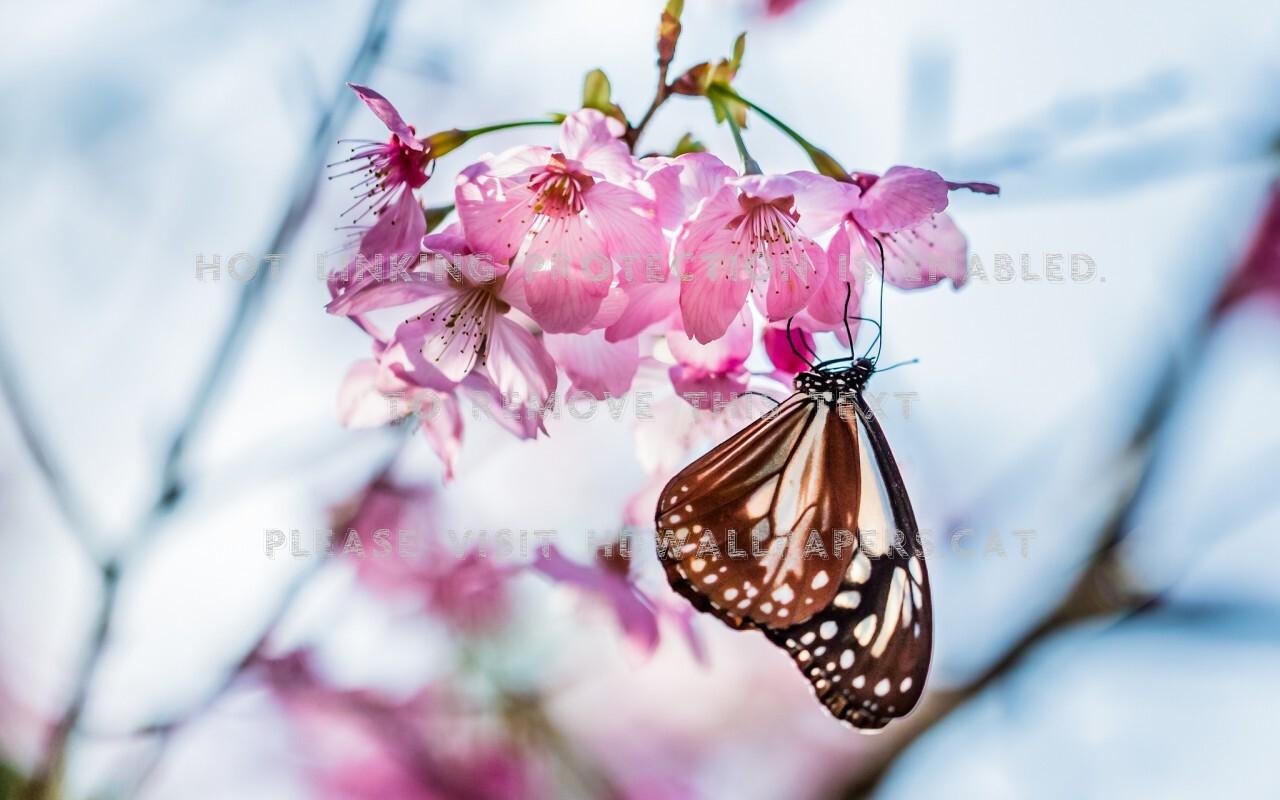 Butterfly Cherry Blossom Wallpapers - Top Free Butterfly Cherry Blossom ...