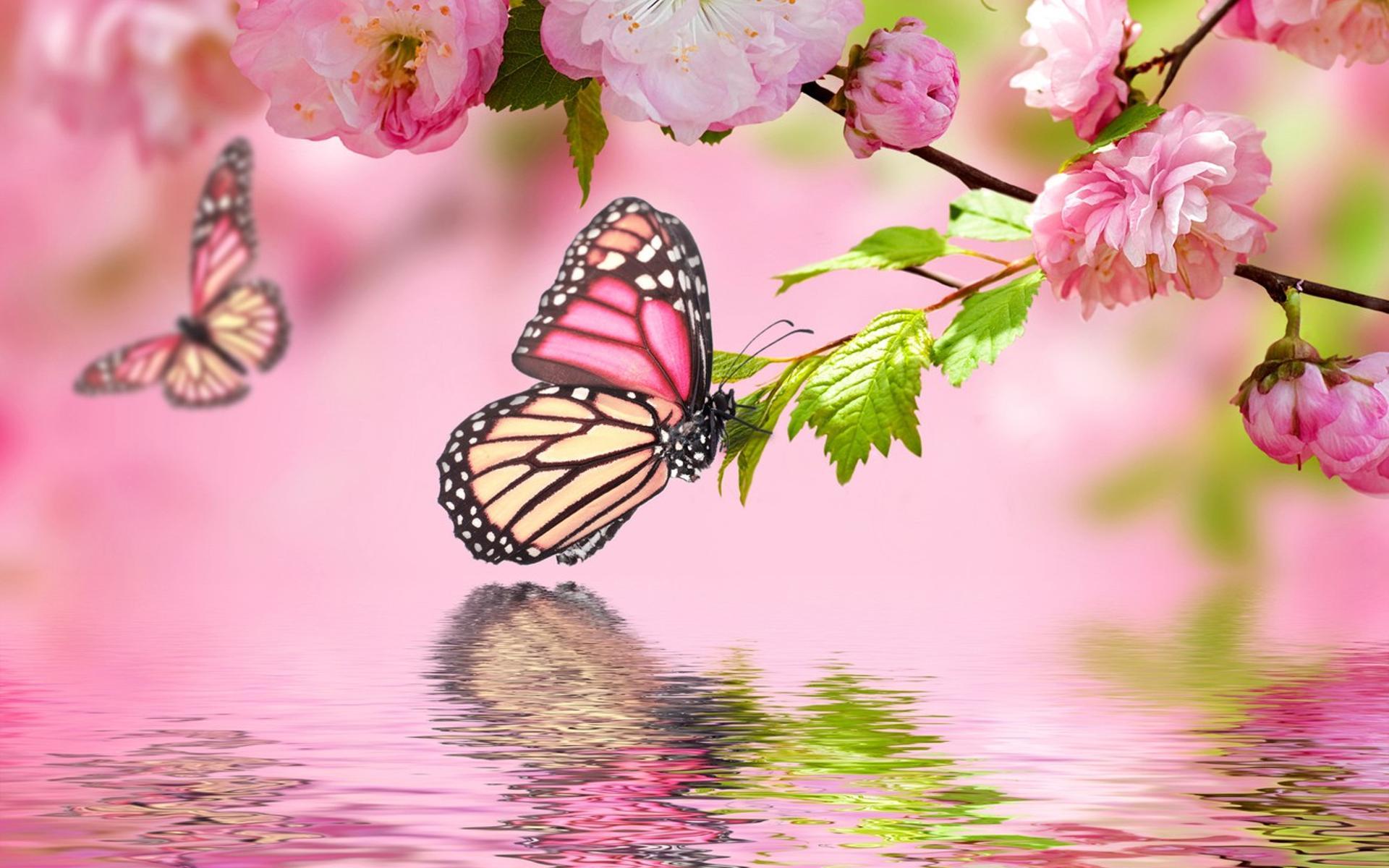 Butterfly Cherry Blossom Wallpapers - Top Free Butterfly Cherry Blossom ...