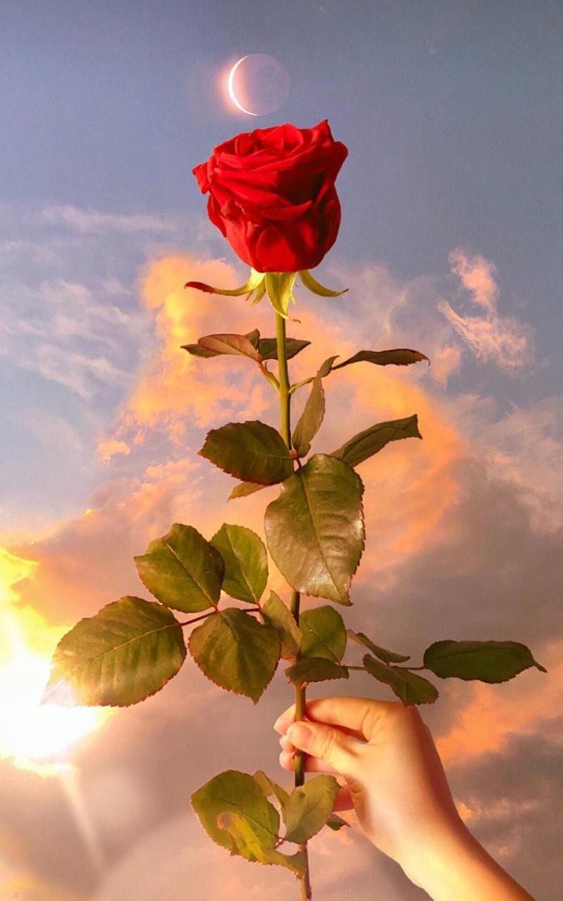 Sunflowers and Roses Aesthetic Wallpapers - Top Free Sunflowers and ...