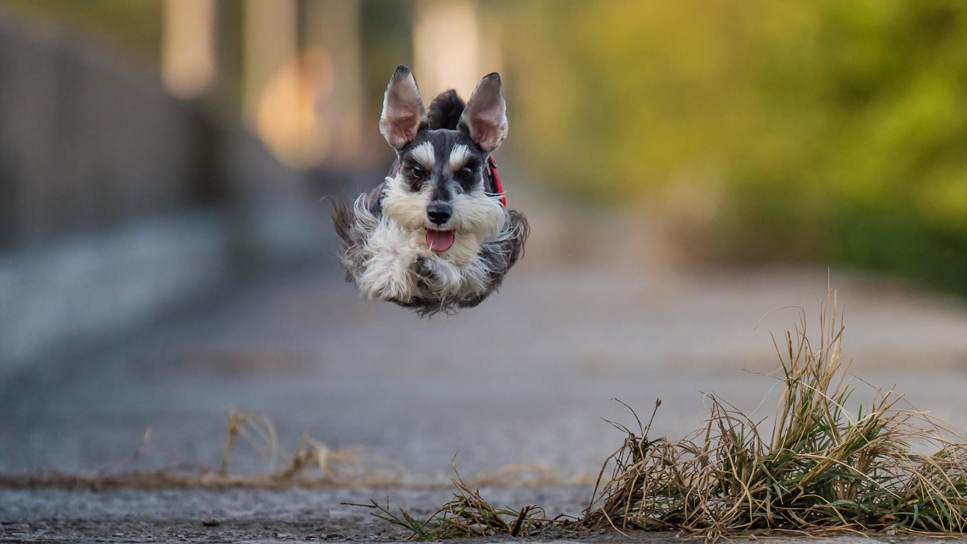 Dog Running Wallpapers - Top Free Dog Running Backgrounds - WallpaperAccess